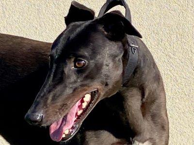 Dog for adoption - Max, a Greyhound in Dallas, TX | Petfinder