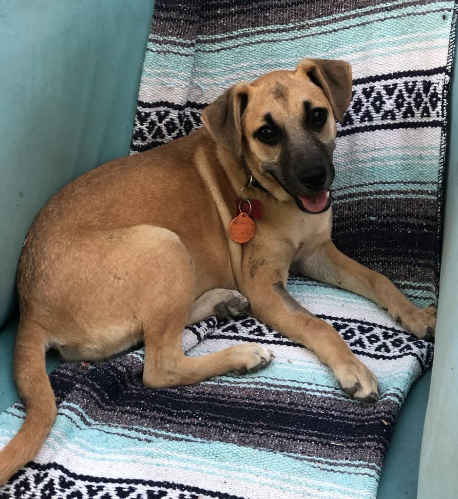 Dog for adoption - Miel, a Terrier in Kelowna, BC | Petfinder