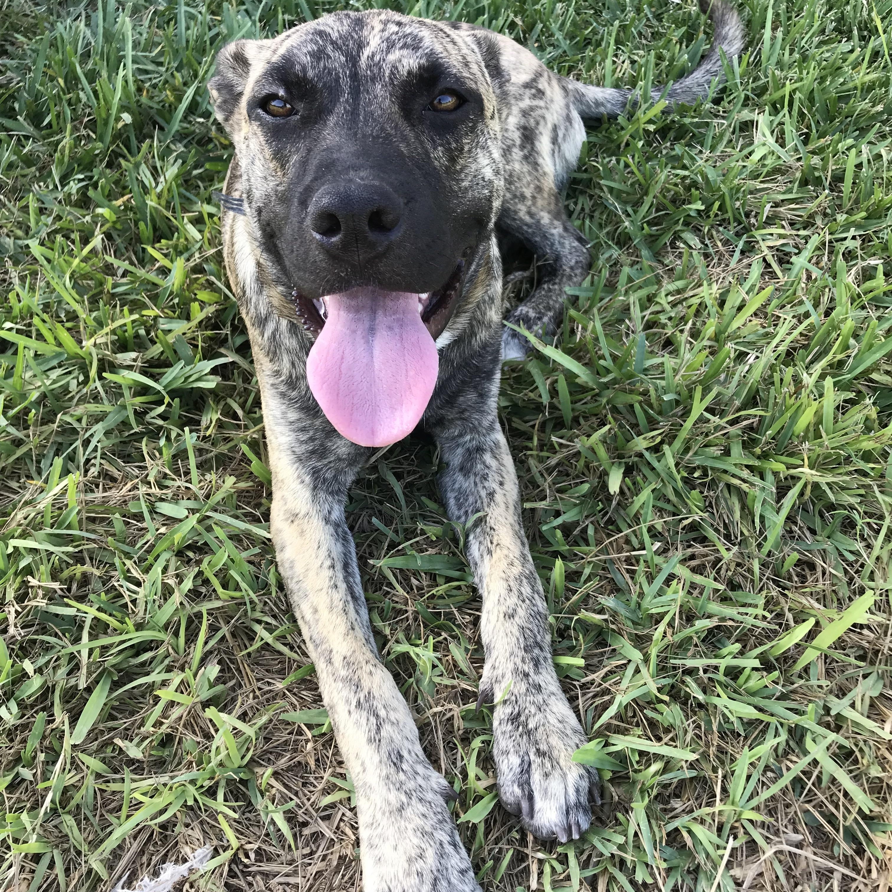 Dog for adoption - Ben, a Mountain Cur in Billings, MT | Petfinder