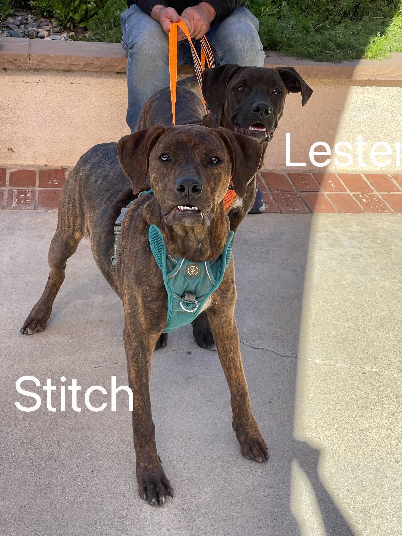 Dog for adoption - Stitch, a Labradoodle Mix in Van Nuys, CA | Petfinder