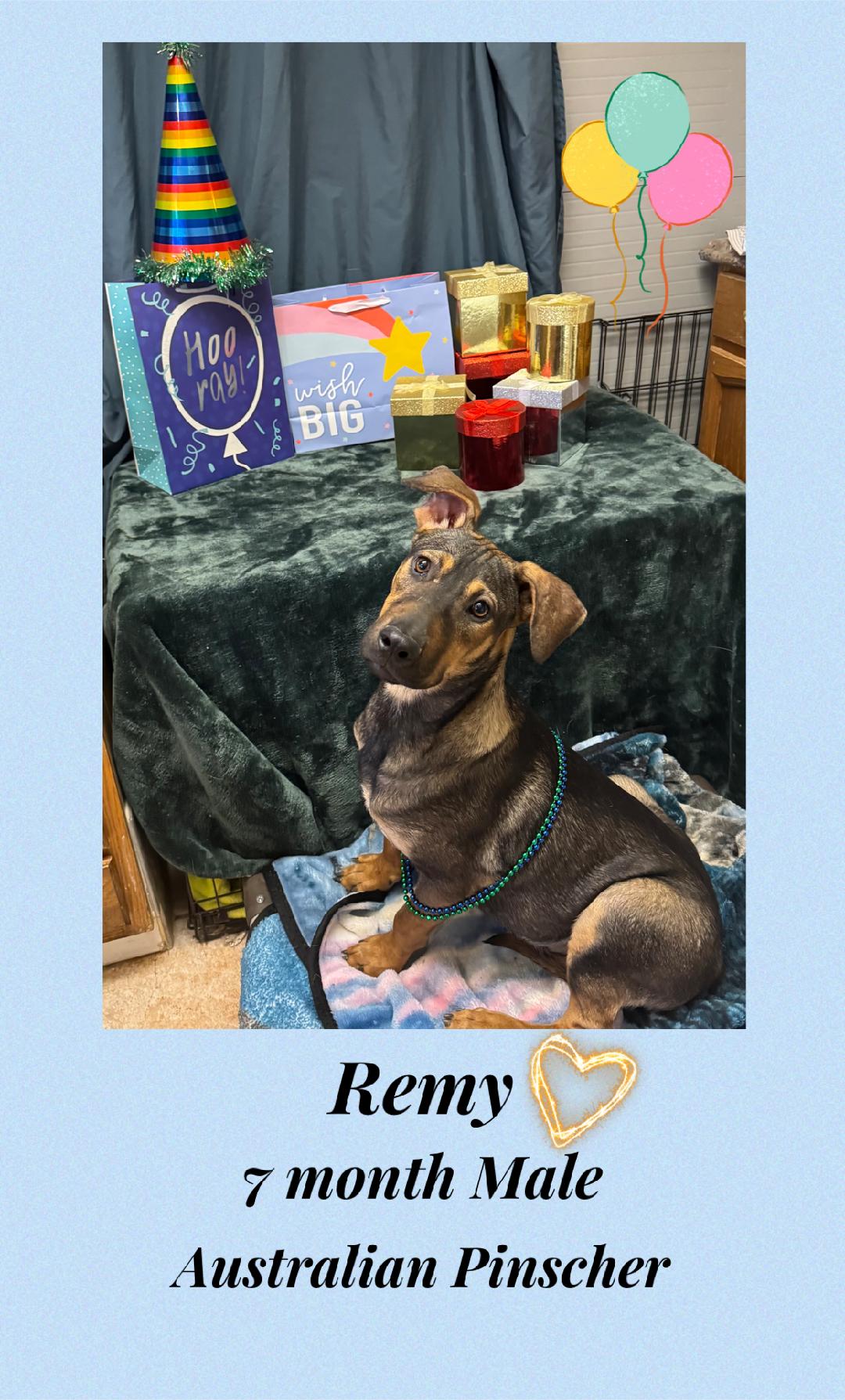 Dog for adoption - REMY 7 MO AUSTRAIN PINSCHER MALE @ PETCO, 5011 E ...