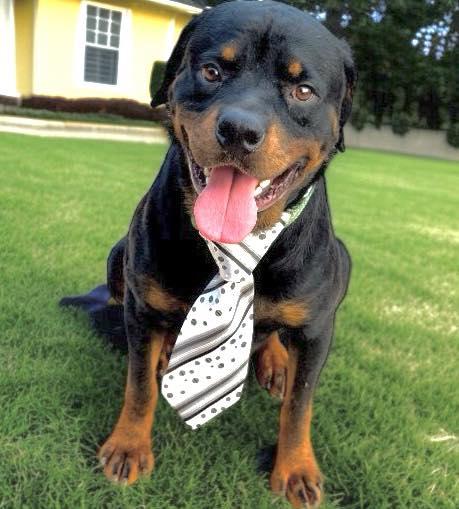 Dog for adoption - Rocky, a Rottweiler in Bellevue, WA | Petfinder