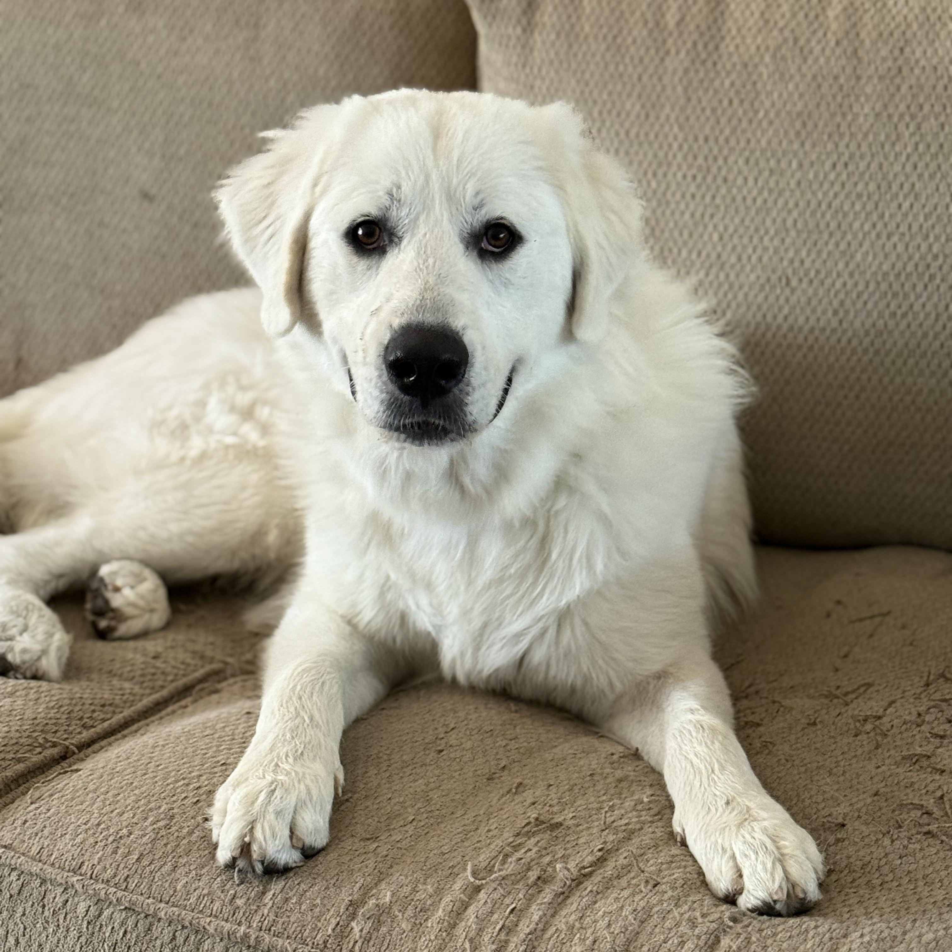 Dog for adoption - "Simon" Says - "Ruff, Ruff, I hear Something Outside ...