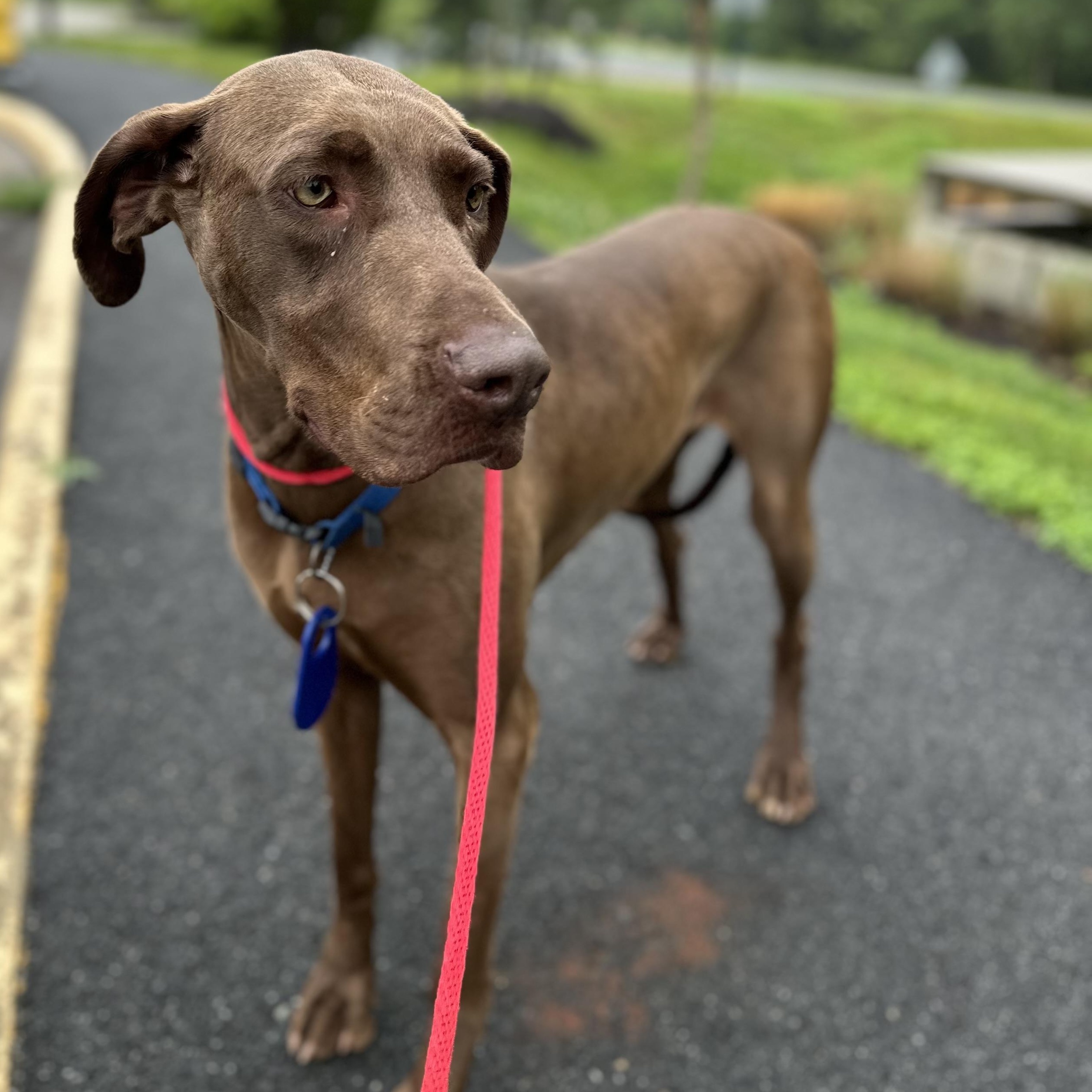 Dog for adoption - Java (ID 41830/ 1841), a Great Dane Mix in Manassas, VA | Petfinder