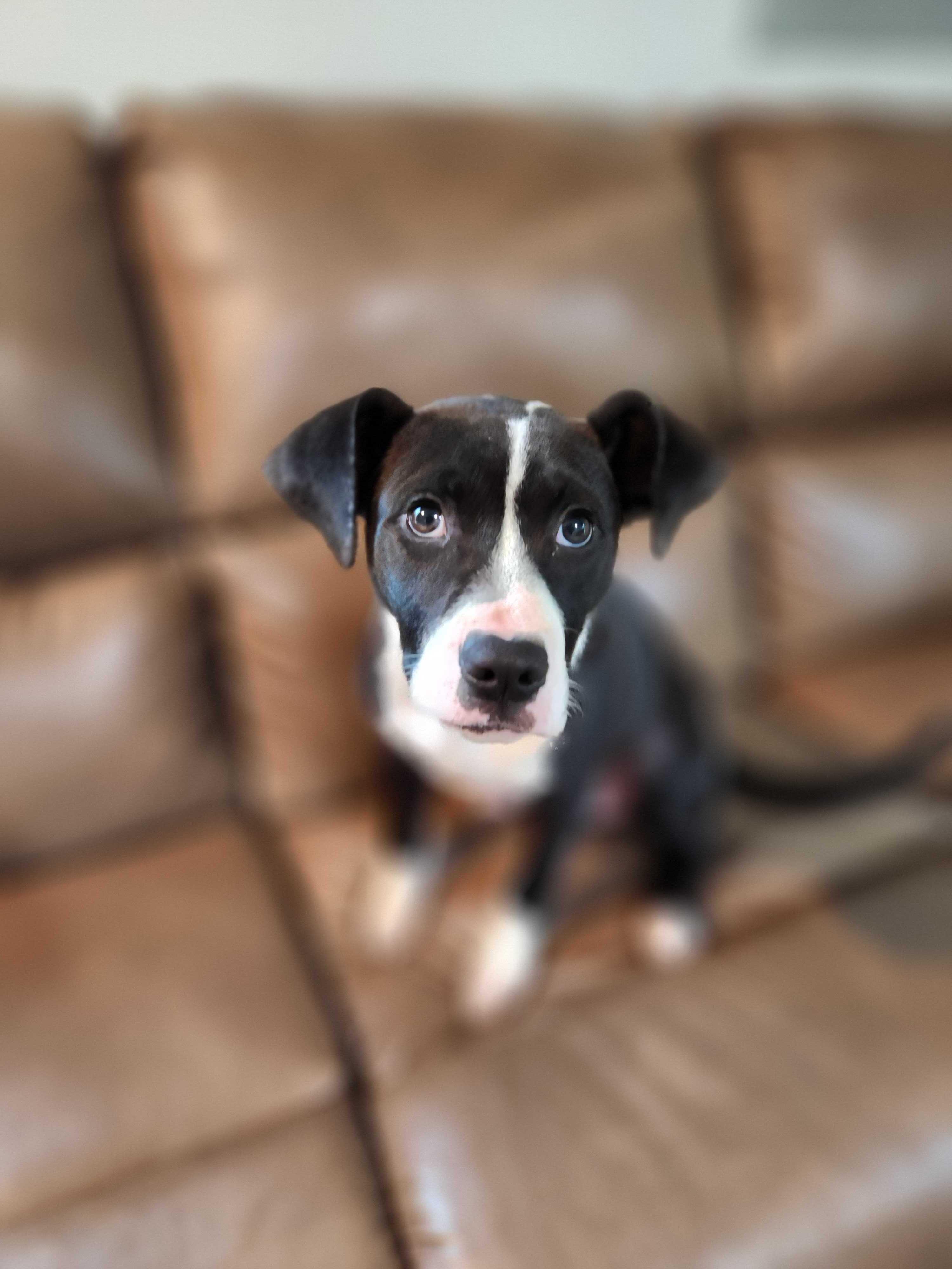 Dog for adoption - Eva, a Staffordshire Bull Terrier & Boxer Mix in ...