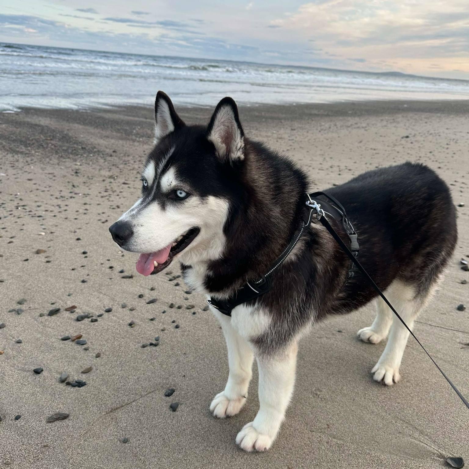 Dog for adoption - BILLA, an Alaskan Malamute & Siberian Husky Mix in ...