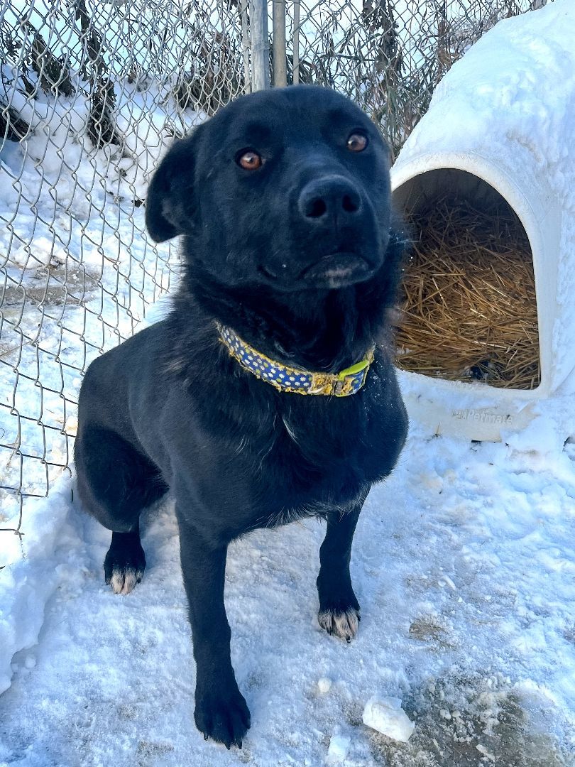 Dog for adoption - CHIN, a Black Labrador Retriever Mix in High Level, AB | Petfinder