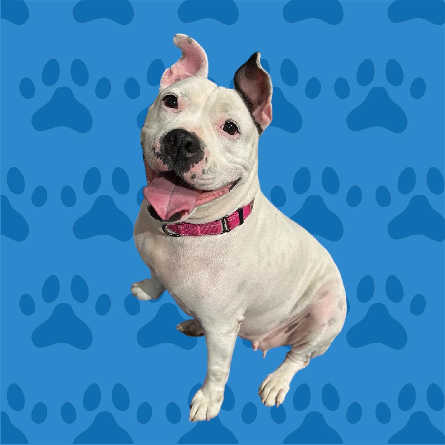 Dog for adoption - PB, a Bulldog in Newport, OR | Petfinder