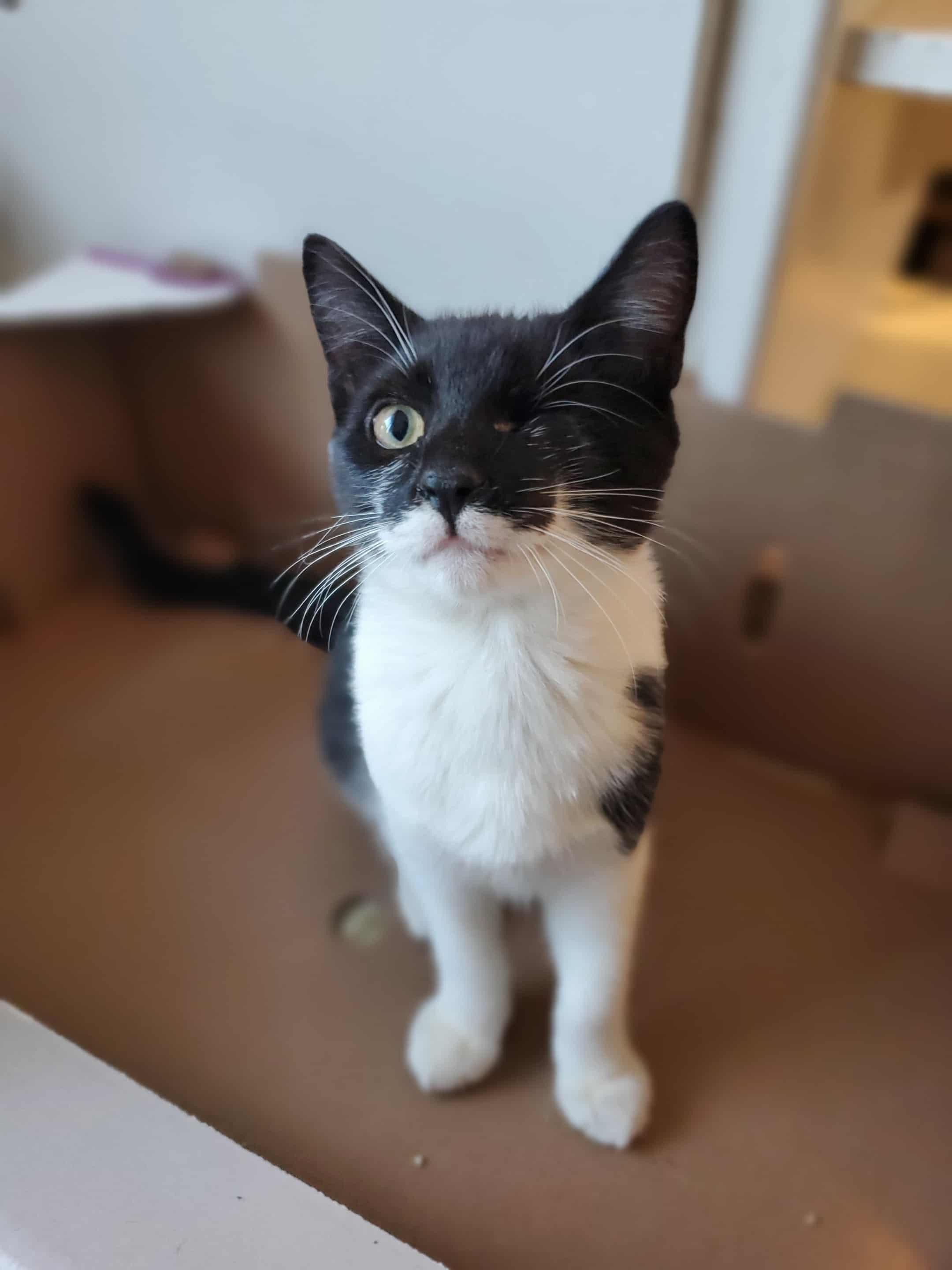 Cat for adoption - Dipper, a Tuxedo in Fresno, CA | Petfinder