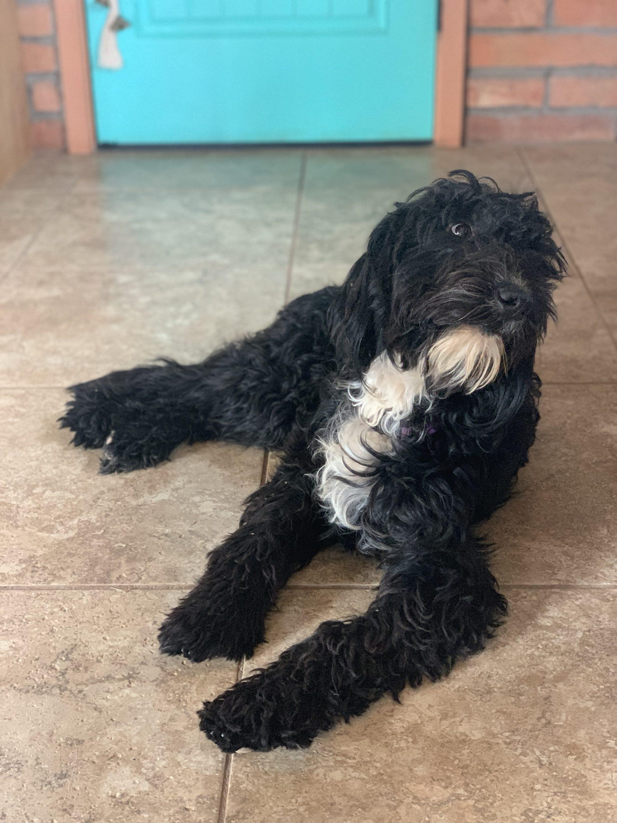 Dog for adoption - Toshi, shy guy 15 month old male purebred Portuguese ...