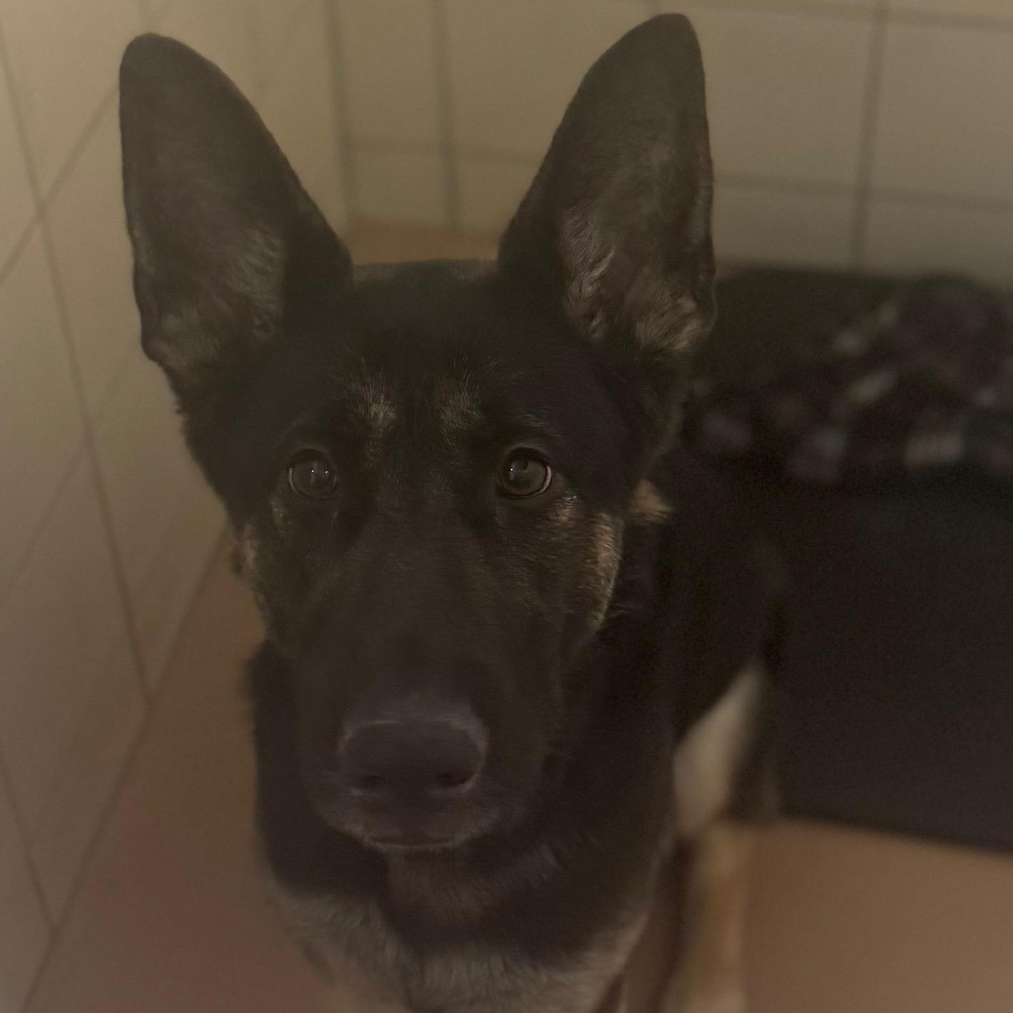 Dog for adoption - Layla, a German Shepherd Dog in Ulster, PA | Petfinder