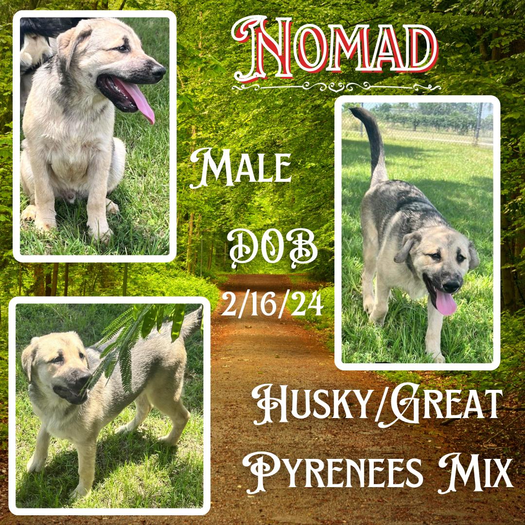 Dog for adoption - Nomad, a Siberian Husky & Great Pyrenees Mix in ...