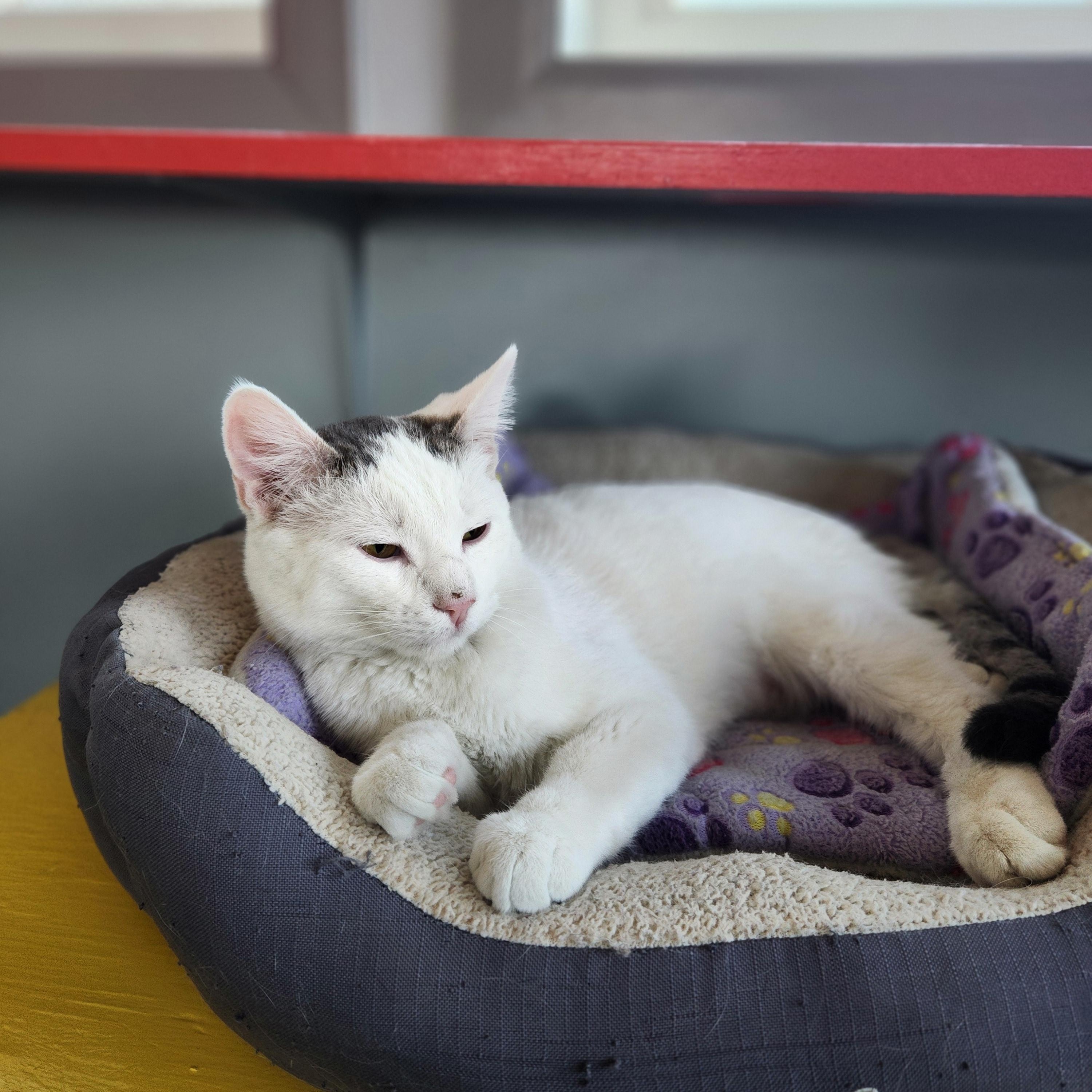 Kamdyn - Adoptable Pet | Petfinder | Petfinder