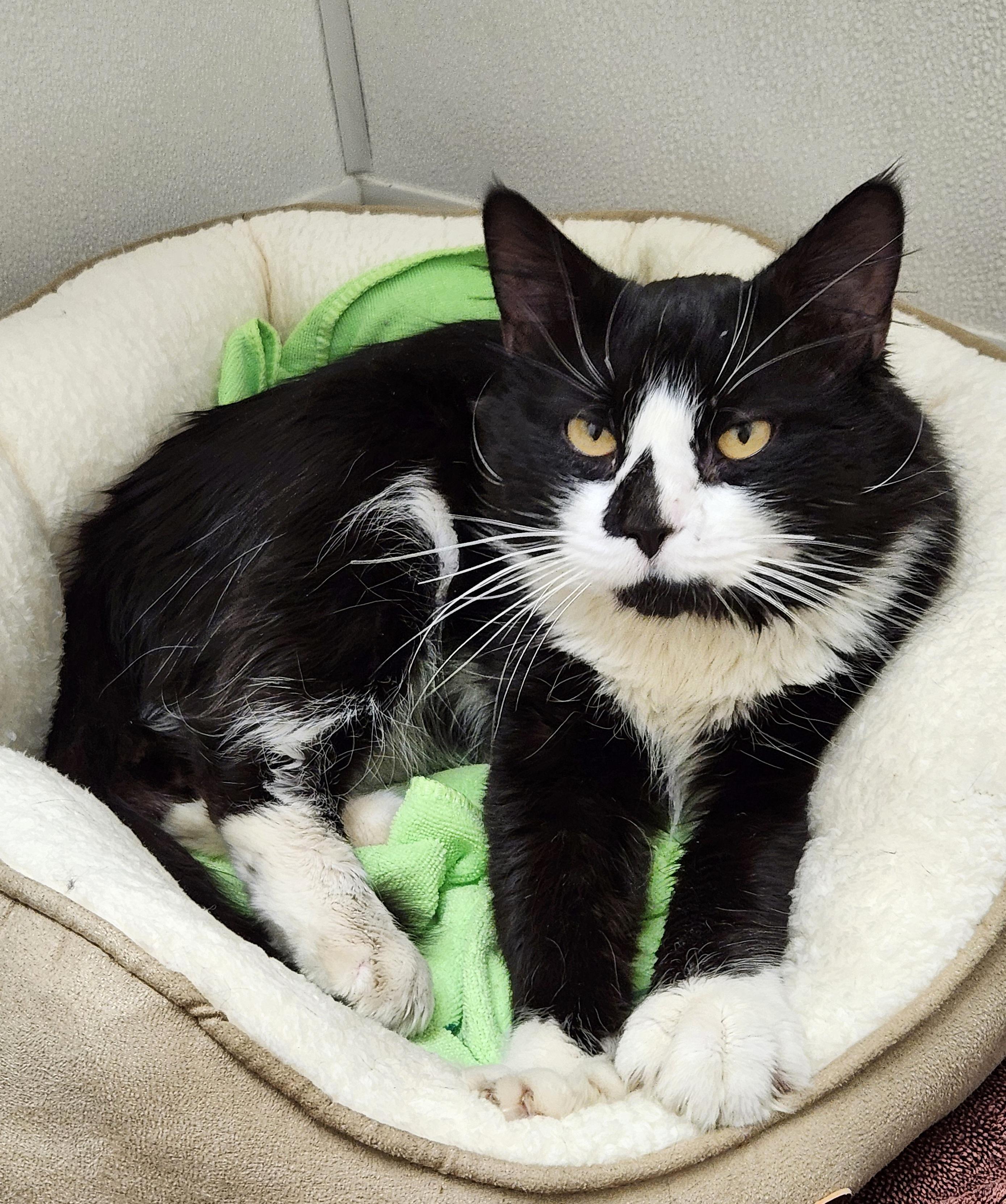 Mr. Boone - Adoptable Pet | Petfinder | Petfinder