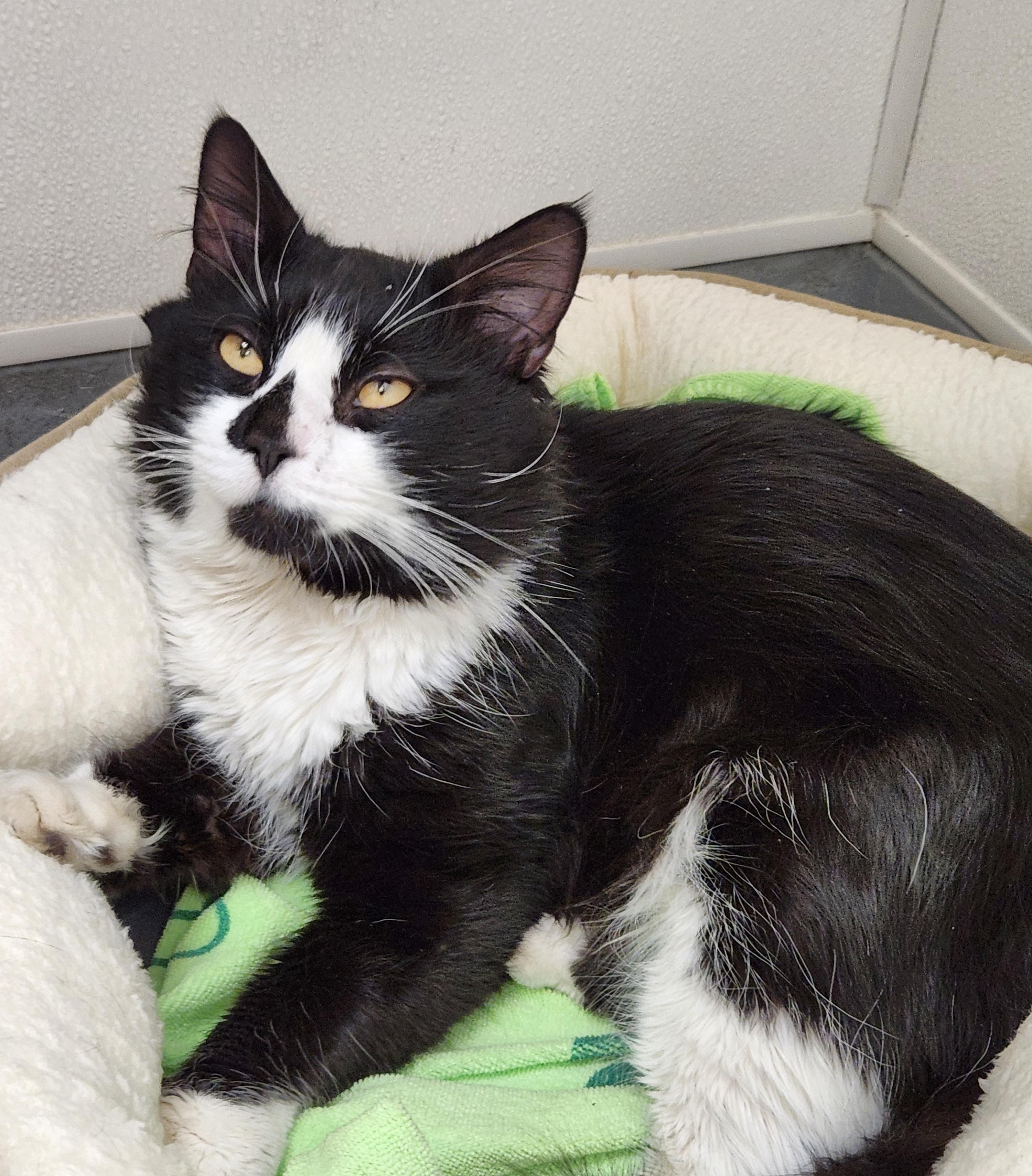 Mr. Boone - Adoptable Pet | Petfinder | Petfinder