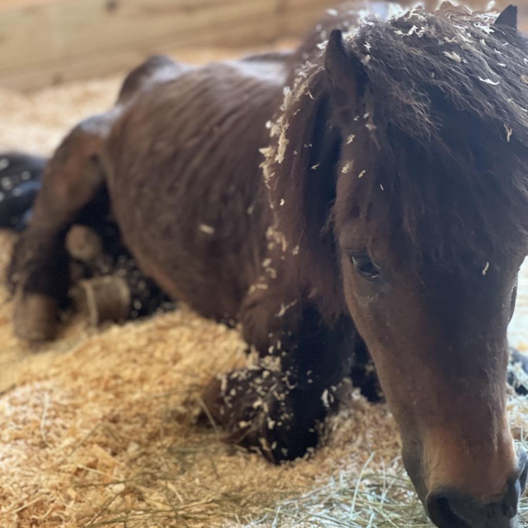 Miniature Horse for adoption - Peanut, a Miniature Horse in Stokesdale ...