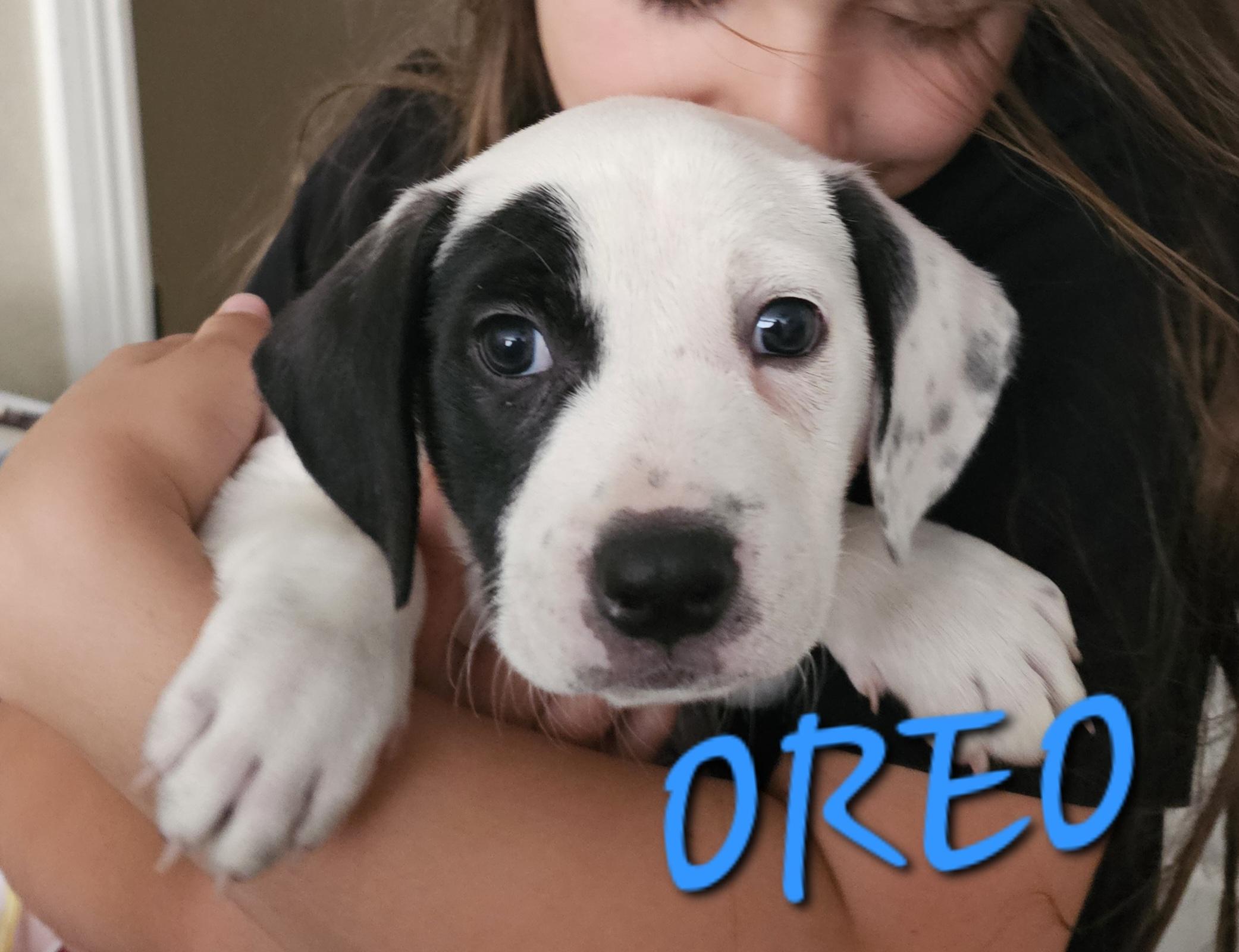 Dog for adoption - OREO, an American Staffordshire Terrier & Pit Bull ...