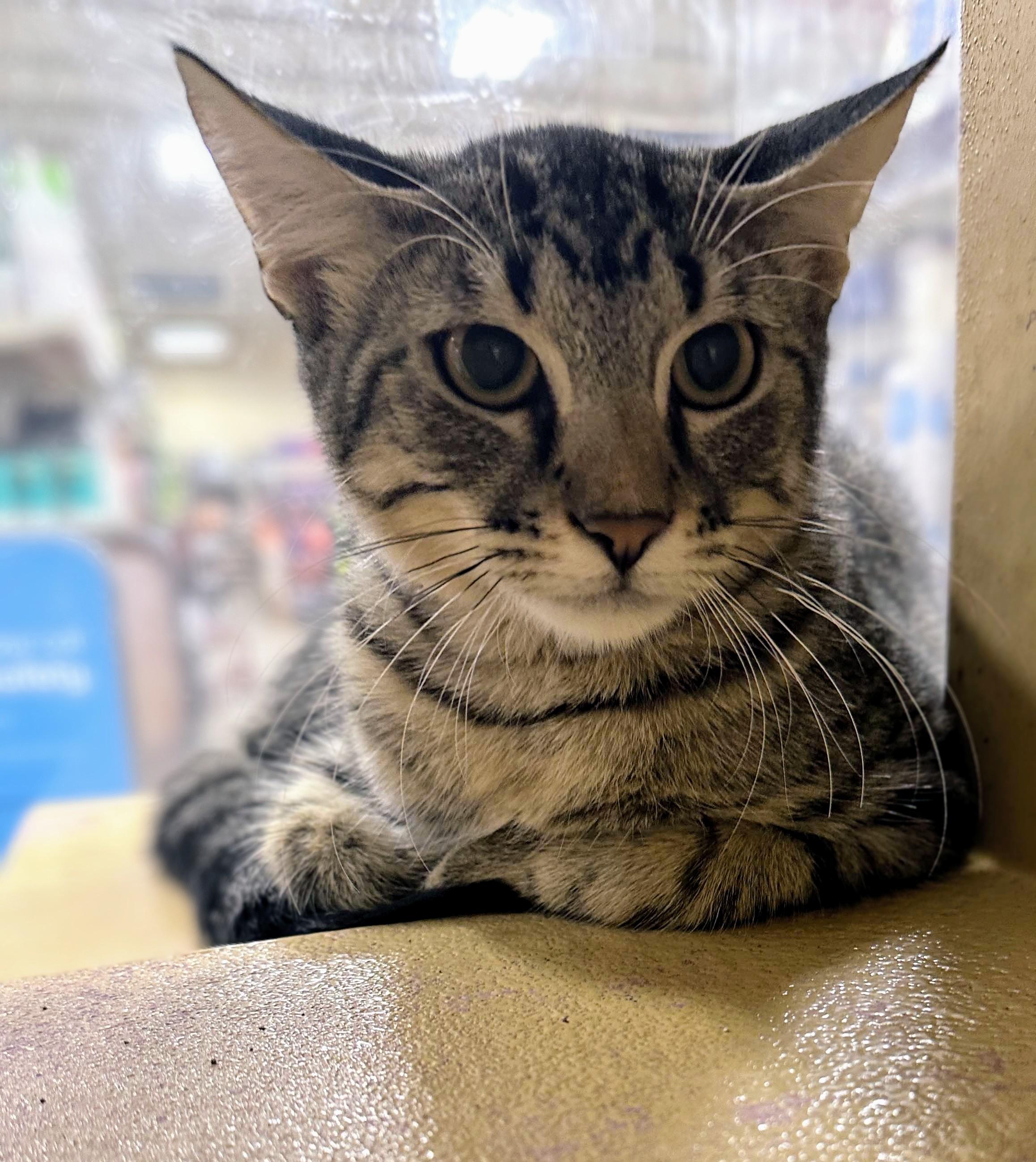 Cat for adoption - Merlin, a Domestic Short Hair in Albany, NY | Petfinder