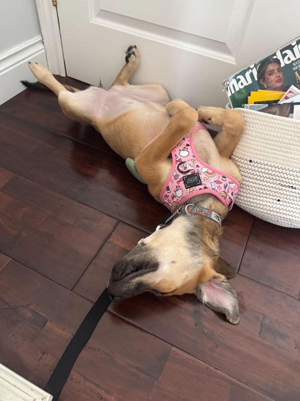 Rona - Adoptable Pet | Petfinder | Petfinder