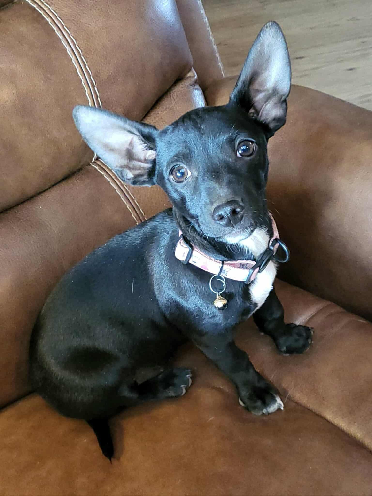 Nutella - Adoptable Pet | Petfinder | Petfinder