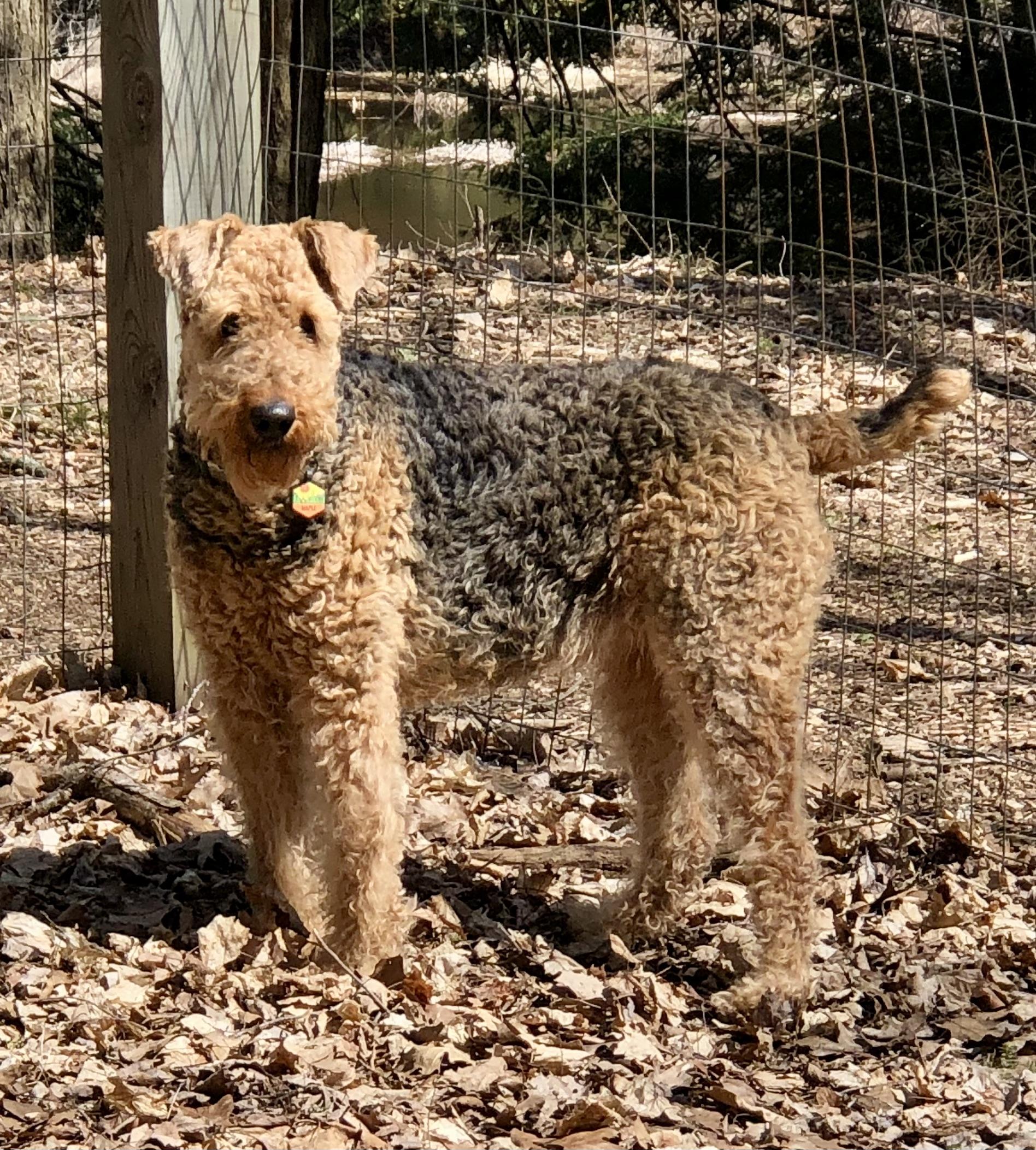 Dog for adoption - Maple, an Airedale Terrier in Shawano, WI | Petfinder