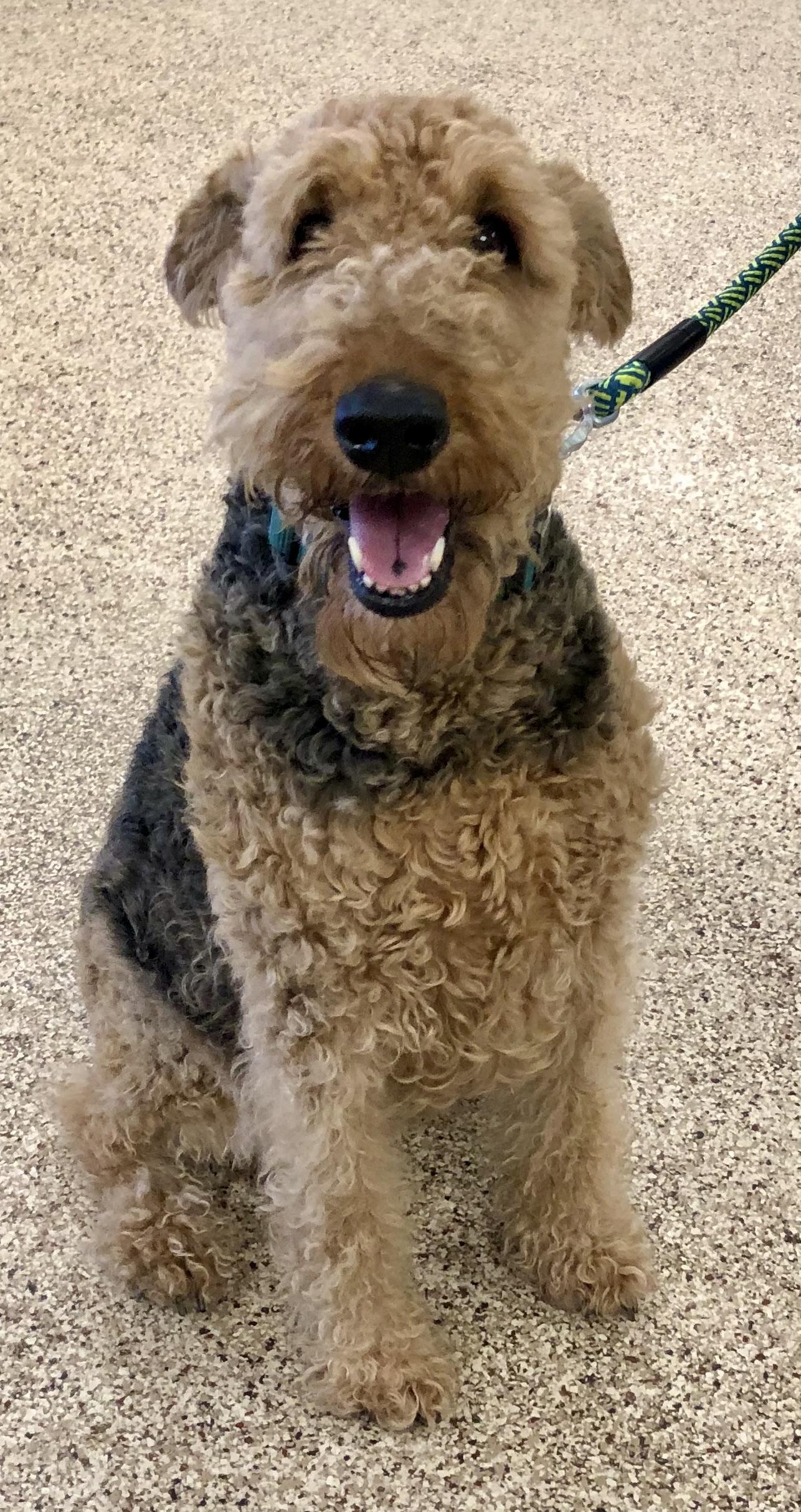 Dog for adoption - Maple, an Airedale Terrier in Shawano, WI | Petfinder