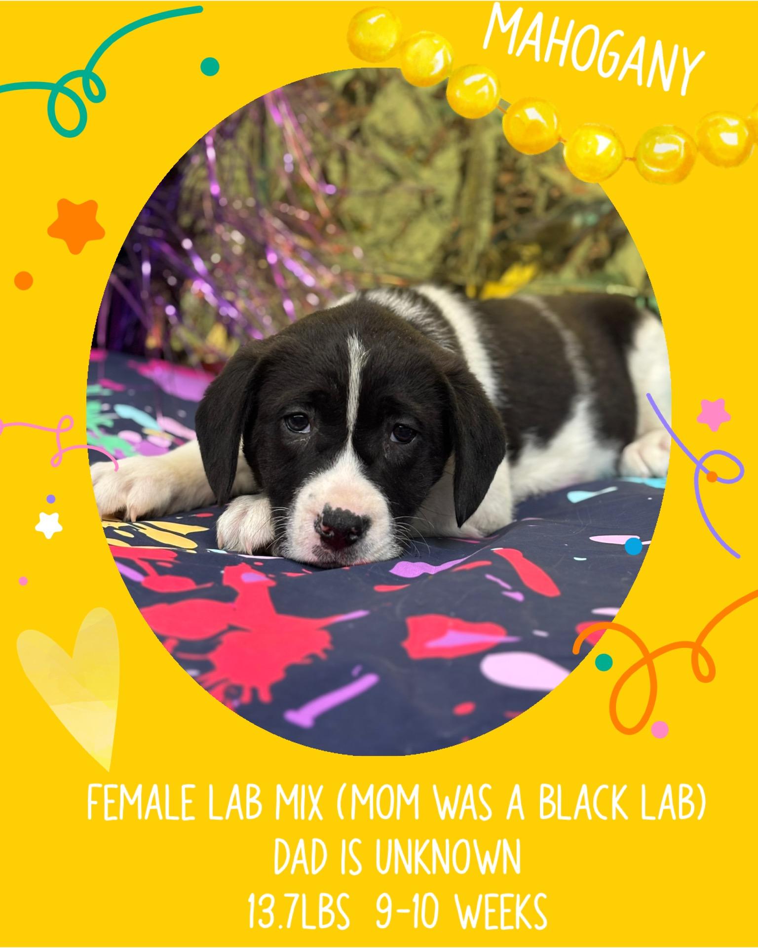 Dog for adoption - Mahogany, a Labrador Retriever Mix in Manchester, CT ...