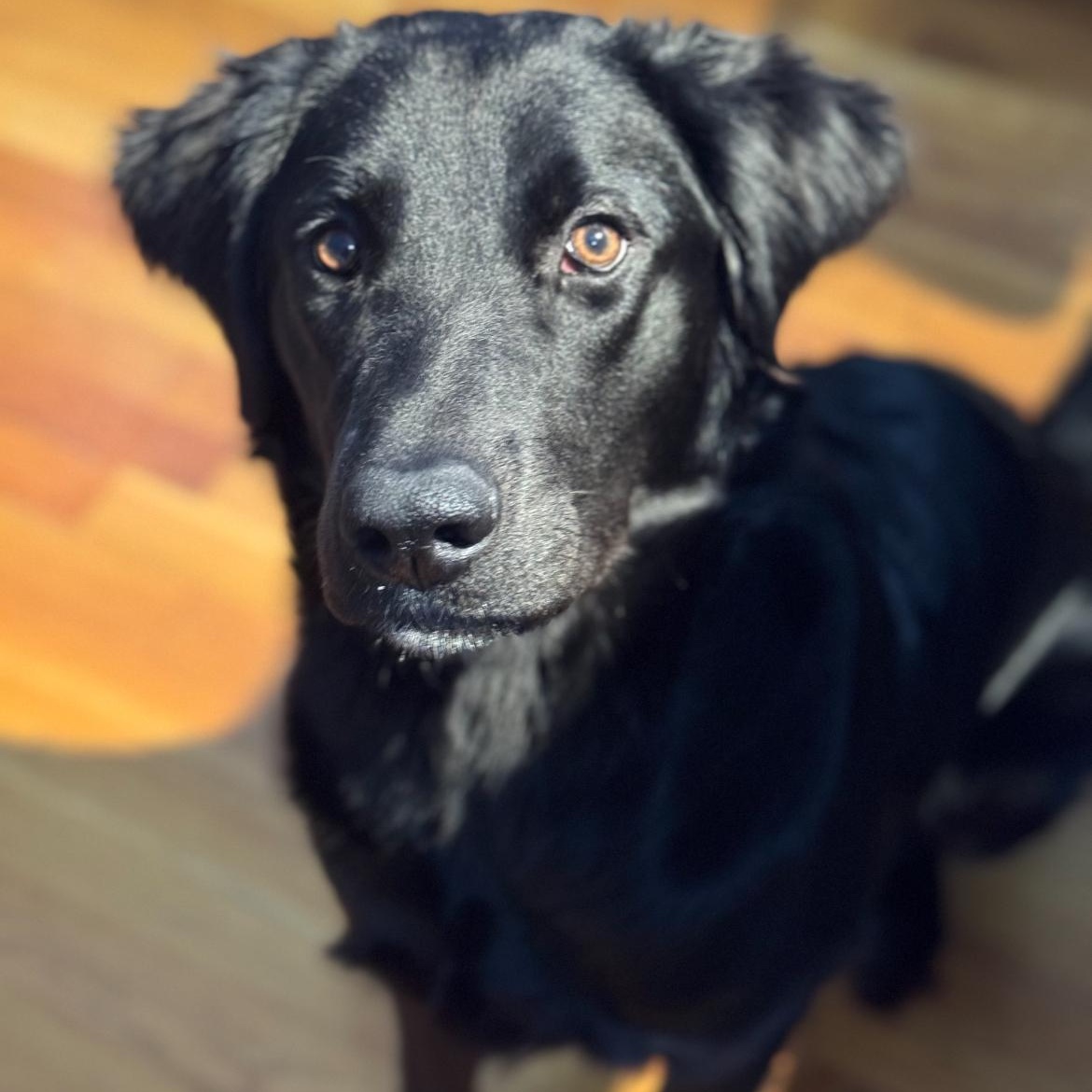 Dog for adoption - Ziggy, a Black Labrador Retriever Mix in Brattleboro, VT | Petfinder