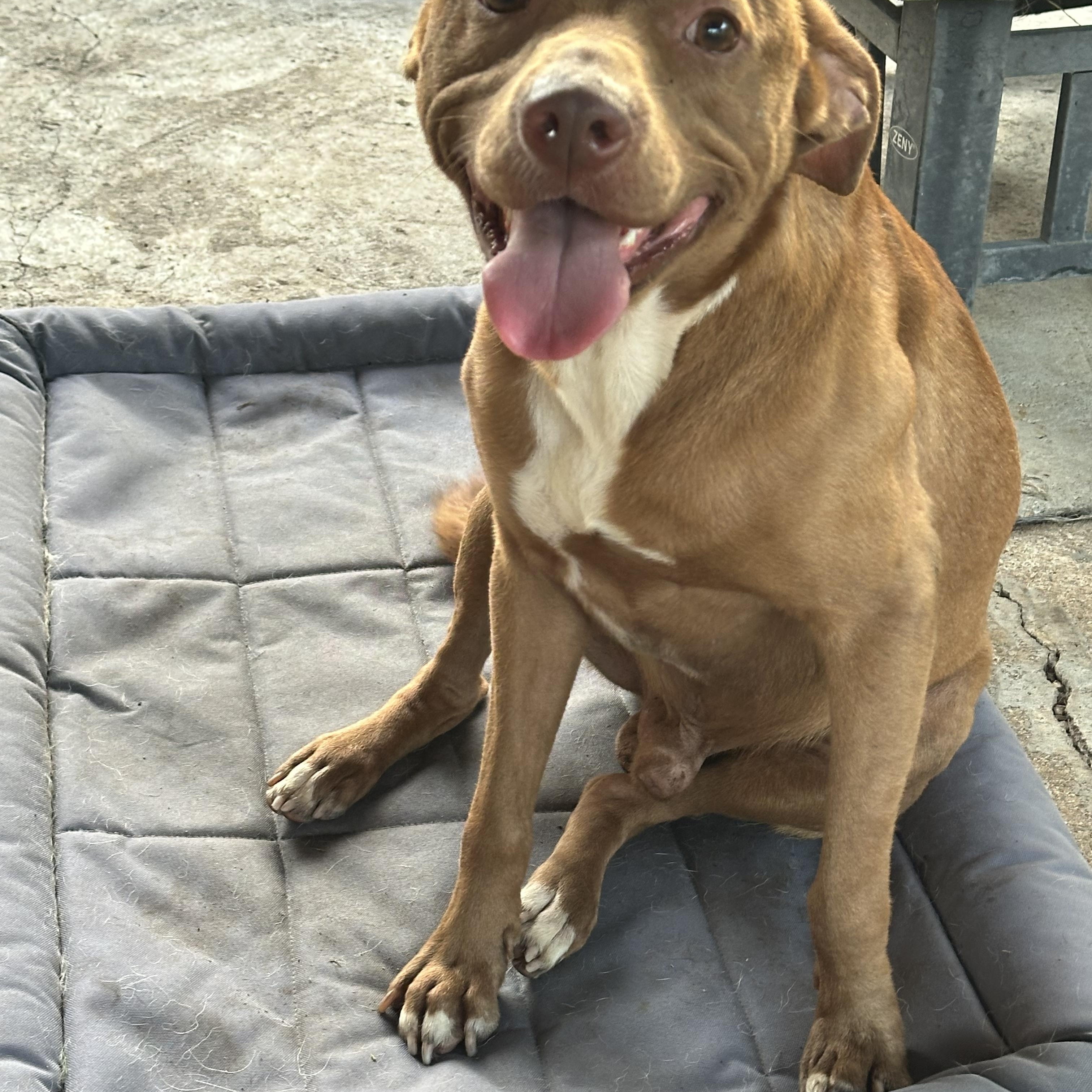 Dog for adoption - Roscoe, a Mixed Breed in Staten Island , NY | Petfinder