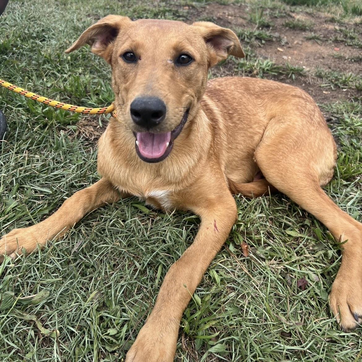 Dog for adoption - Pablo, a Labrador Retriever Mix in Pound, VA | Petfinder