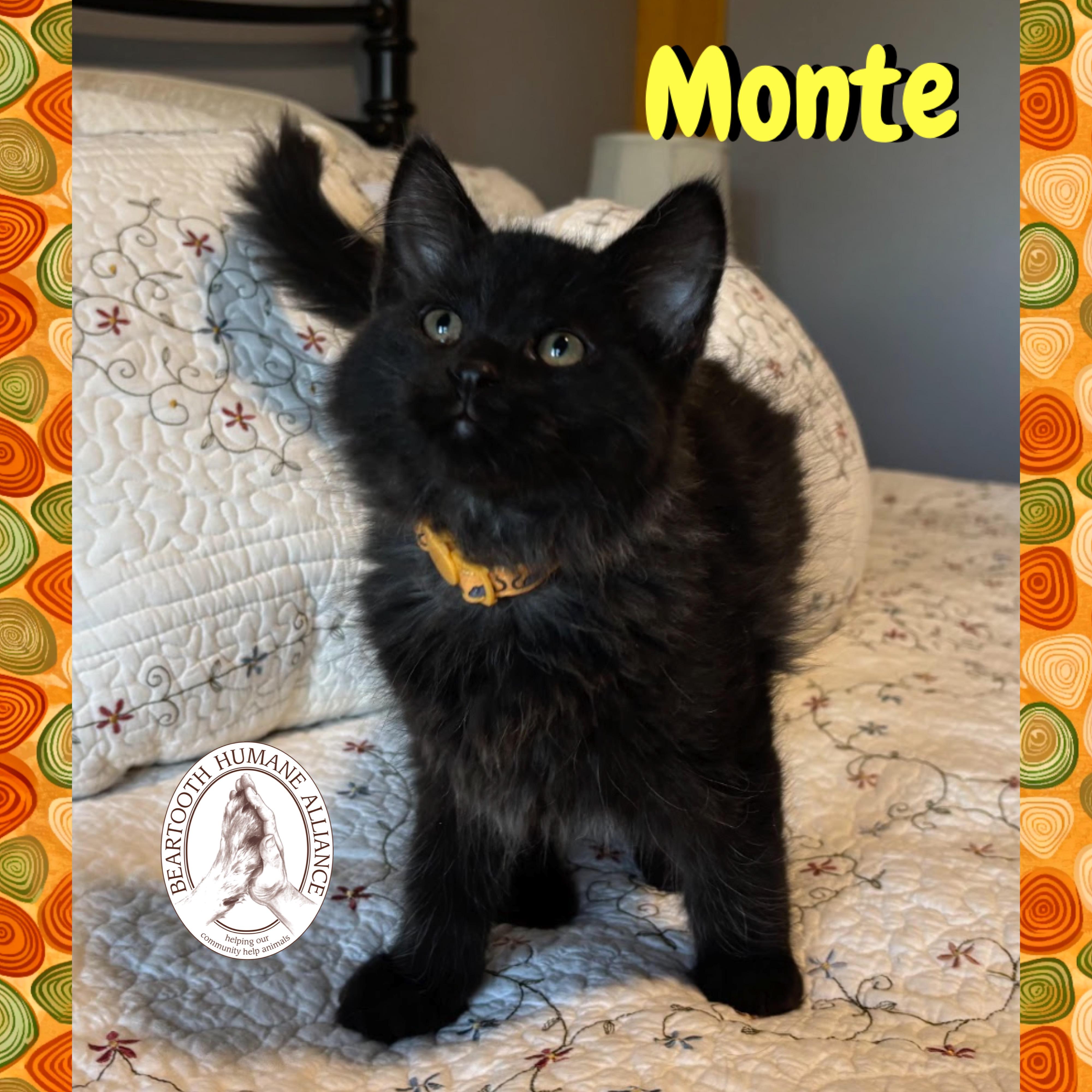 Cat for adoption - Monte, a Domestic Long Hair Mix in Red Lodge, MT ...