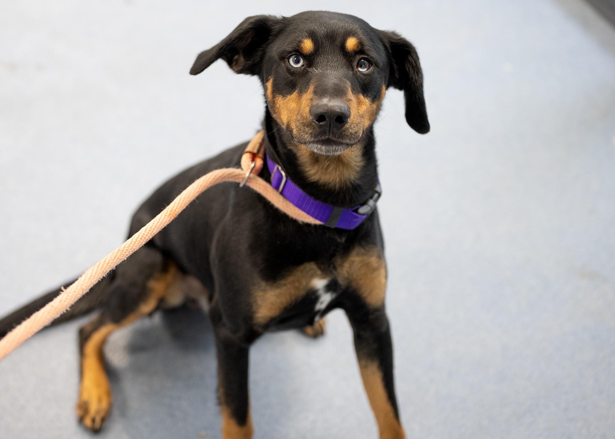 Dog for adoption - Ranger, a Hound Mix in Berryville, VA | Petfinder