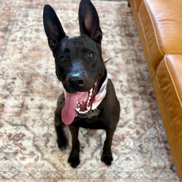 Dog for adoption - Sirius Lee Smart Boy Black, a Belgian Shepherd ...