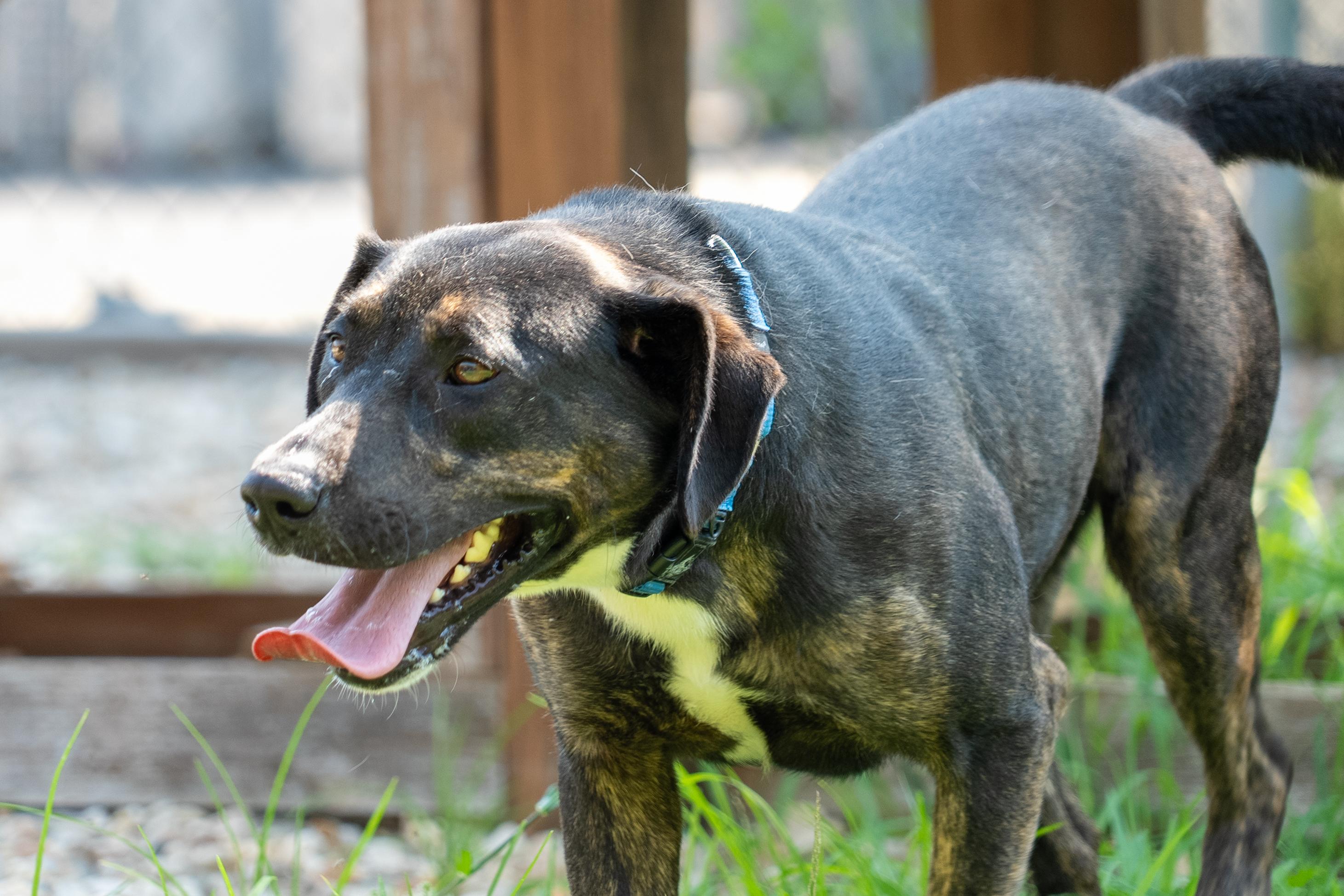 Dog for adoption - Jerry, a German Shepherd Dog Mix in King George, VA ...