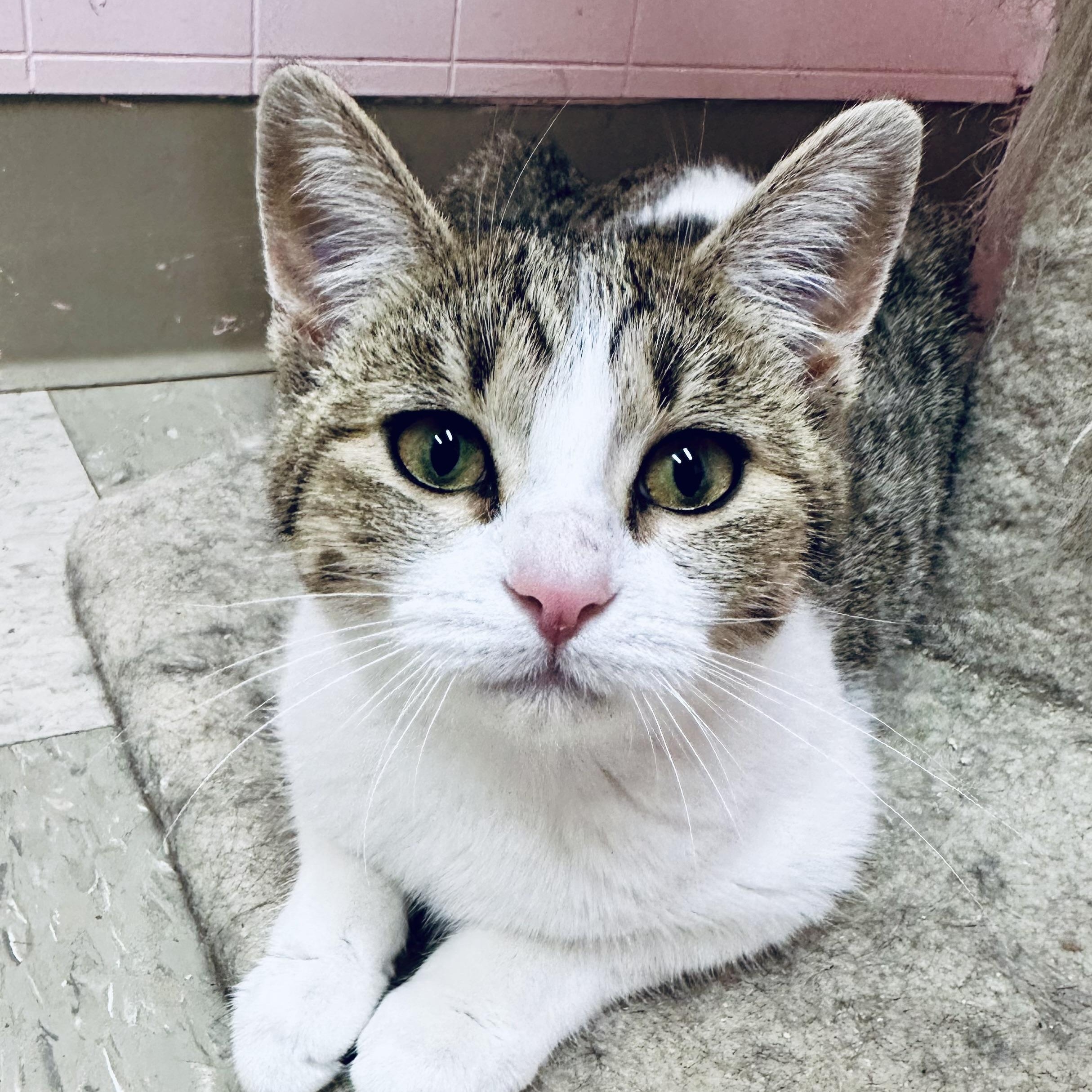 Cat for adoption - Straya, a Domestic Short Hair in Libby, MT | Petfinder