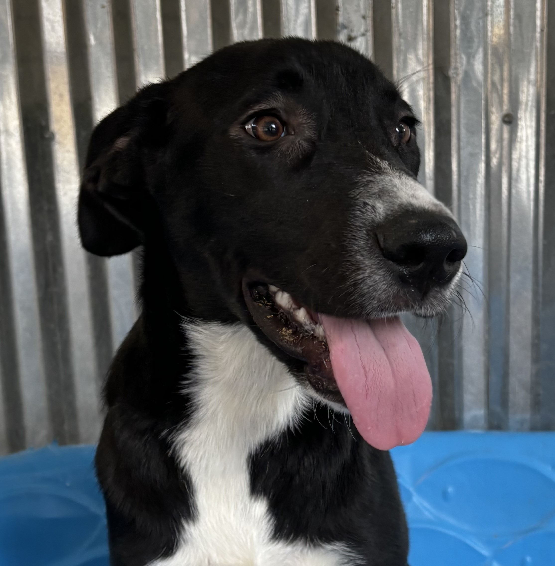 Dog for adoption - Kate, a Retriever & Collie Mix in Hagerstown, MD ...