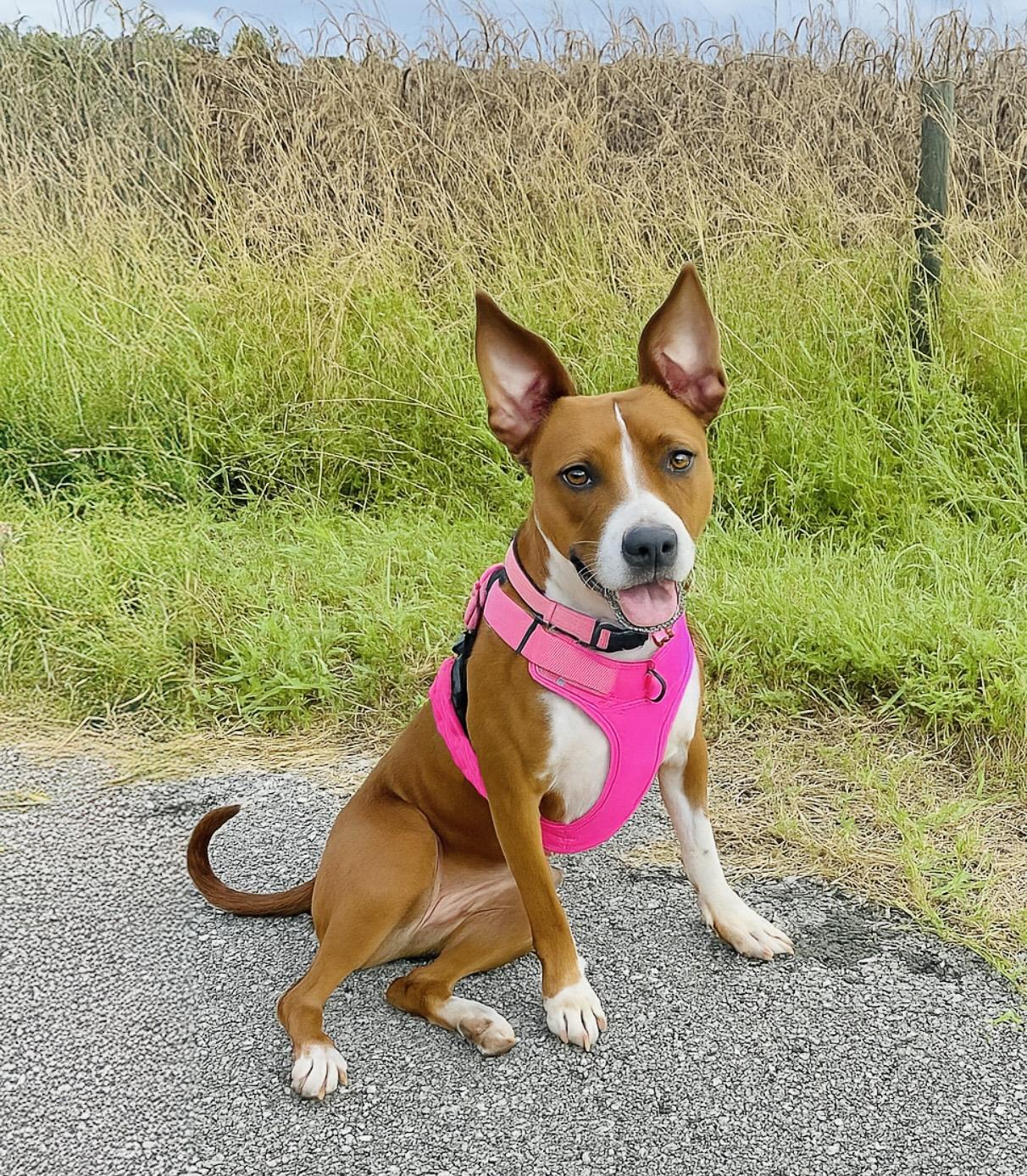 Dog for adoption - Piper, a Pit Bull Terrier Mix in Hartford, CT ...
