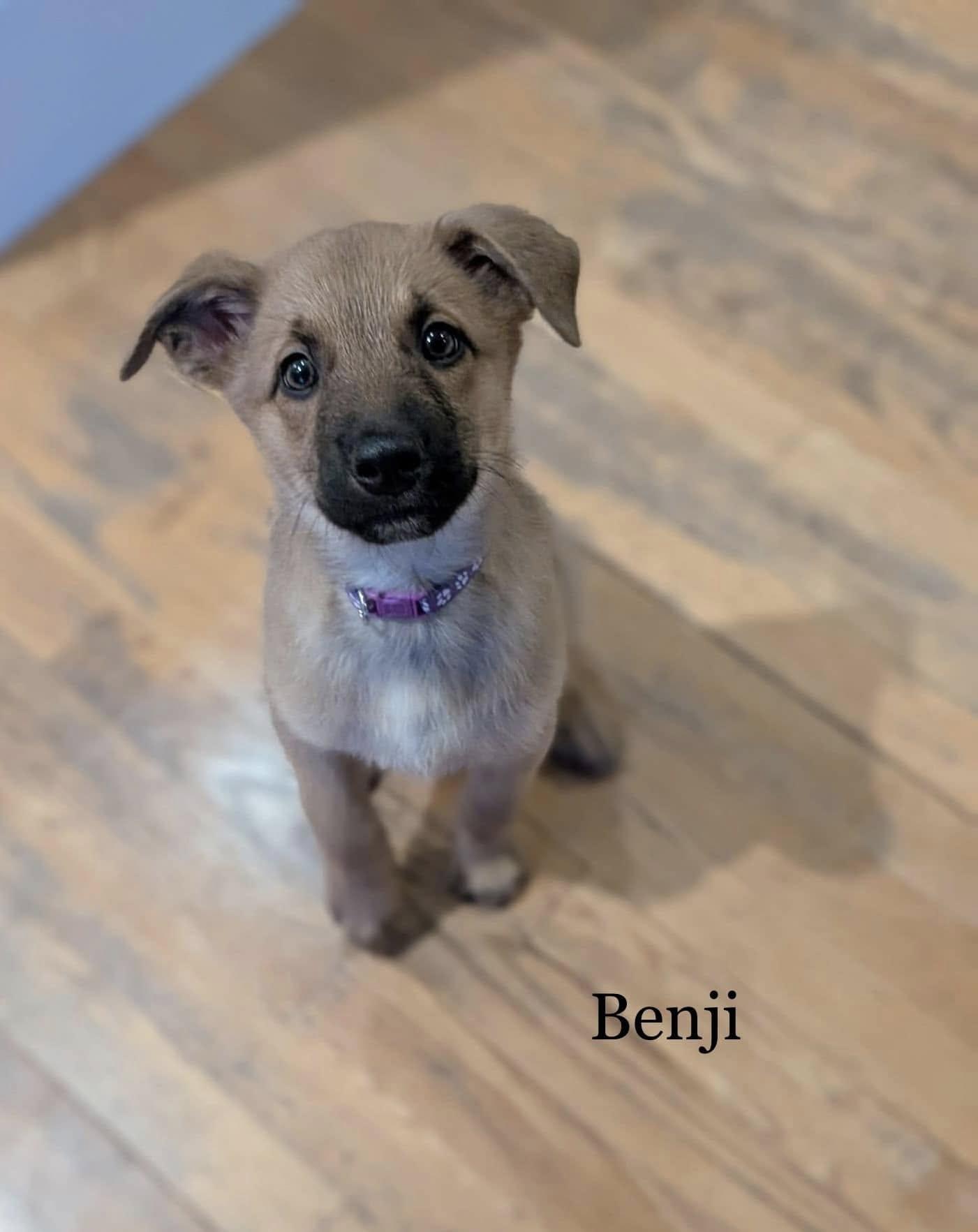 Dog for adoption - Benji, a Shepherd Mix in Griswold, CT | Petfinder