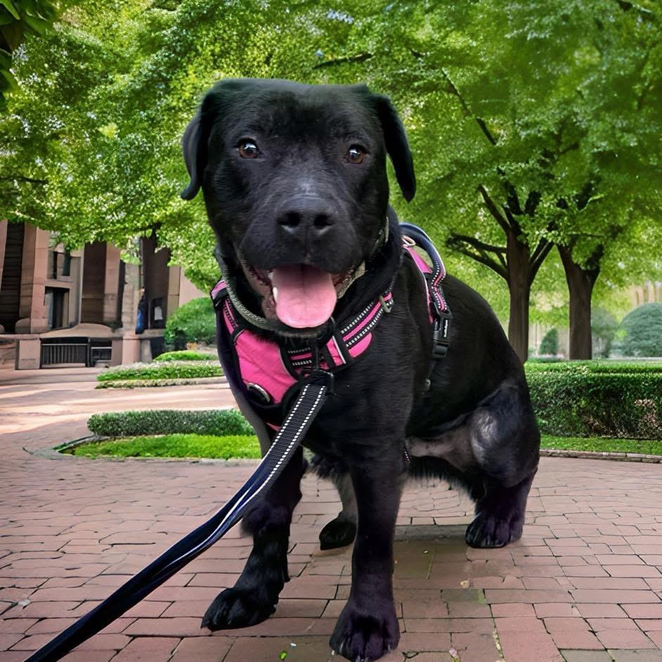 Dog for adoption - Benjamin, a Black Labrador Retriever Mix in Mahopac ...