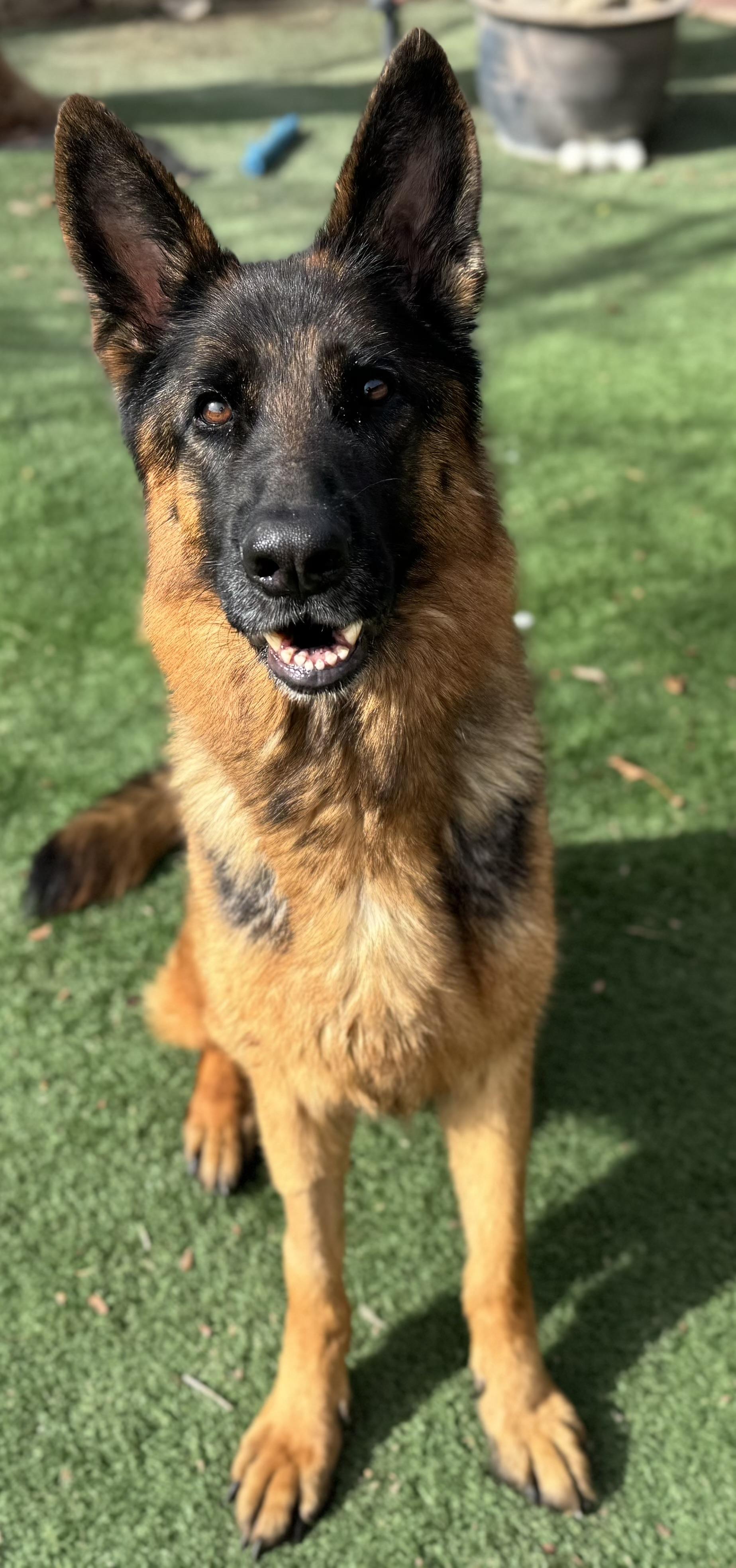 Dog for adoption - Hazel, a German Shepherd Dog Mix in Downers Grove ...