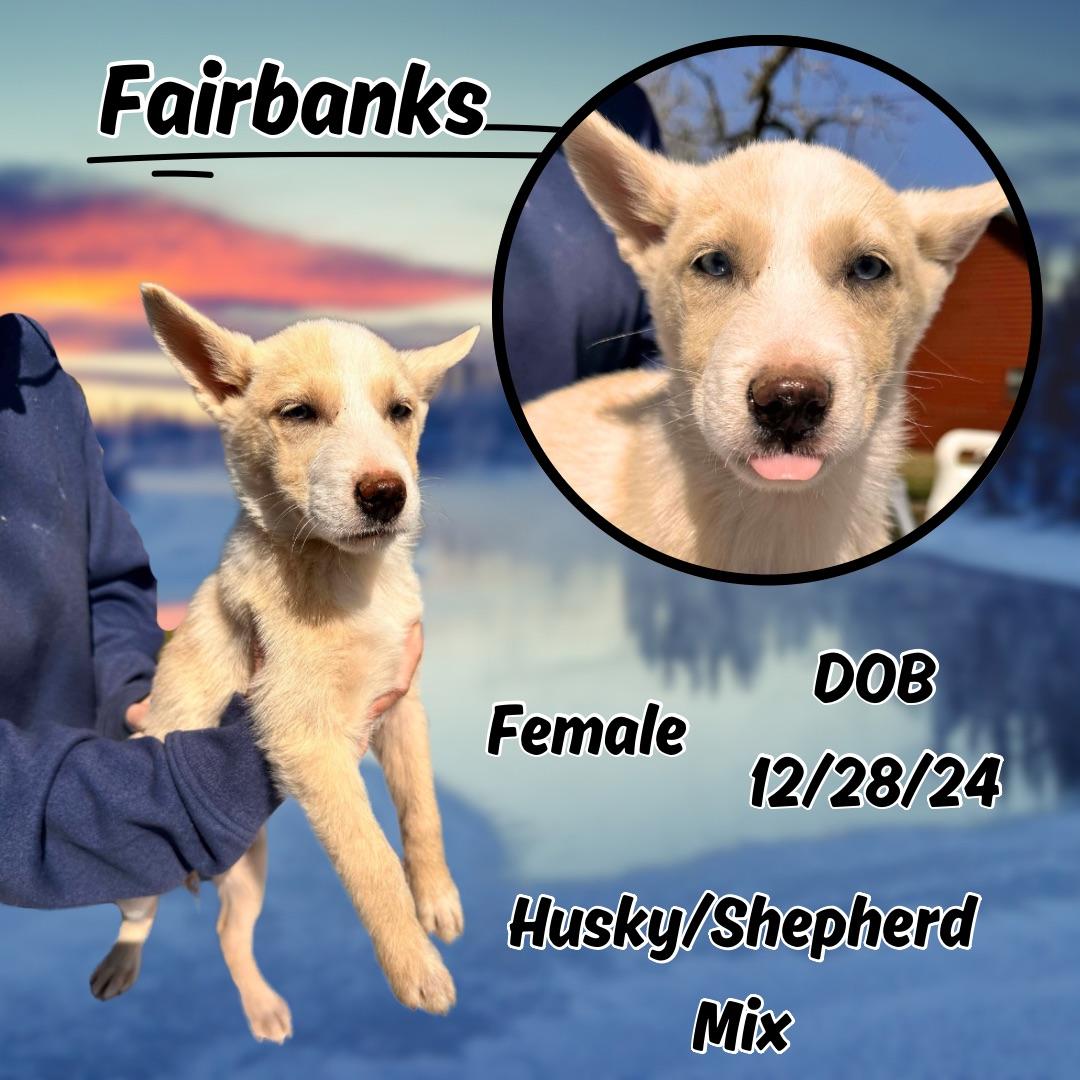 Dog for adoption - Fairbanks, a Husky & Shepherd Mix in Madison, CT ...