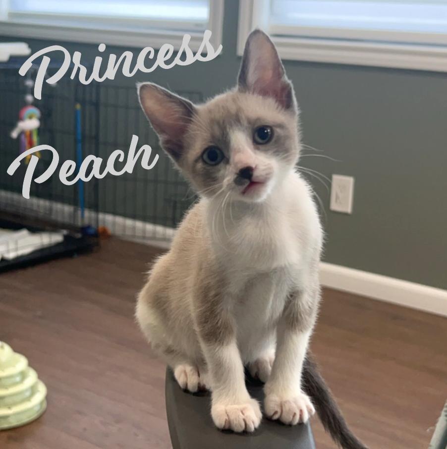 Cat for adoption - Princess Peach #bonded-to-Rosalina, a Snowshoe ...
