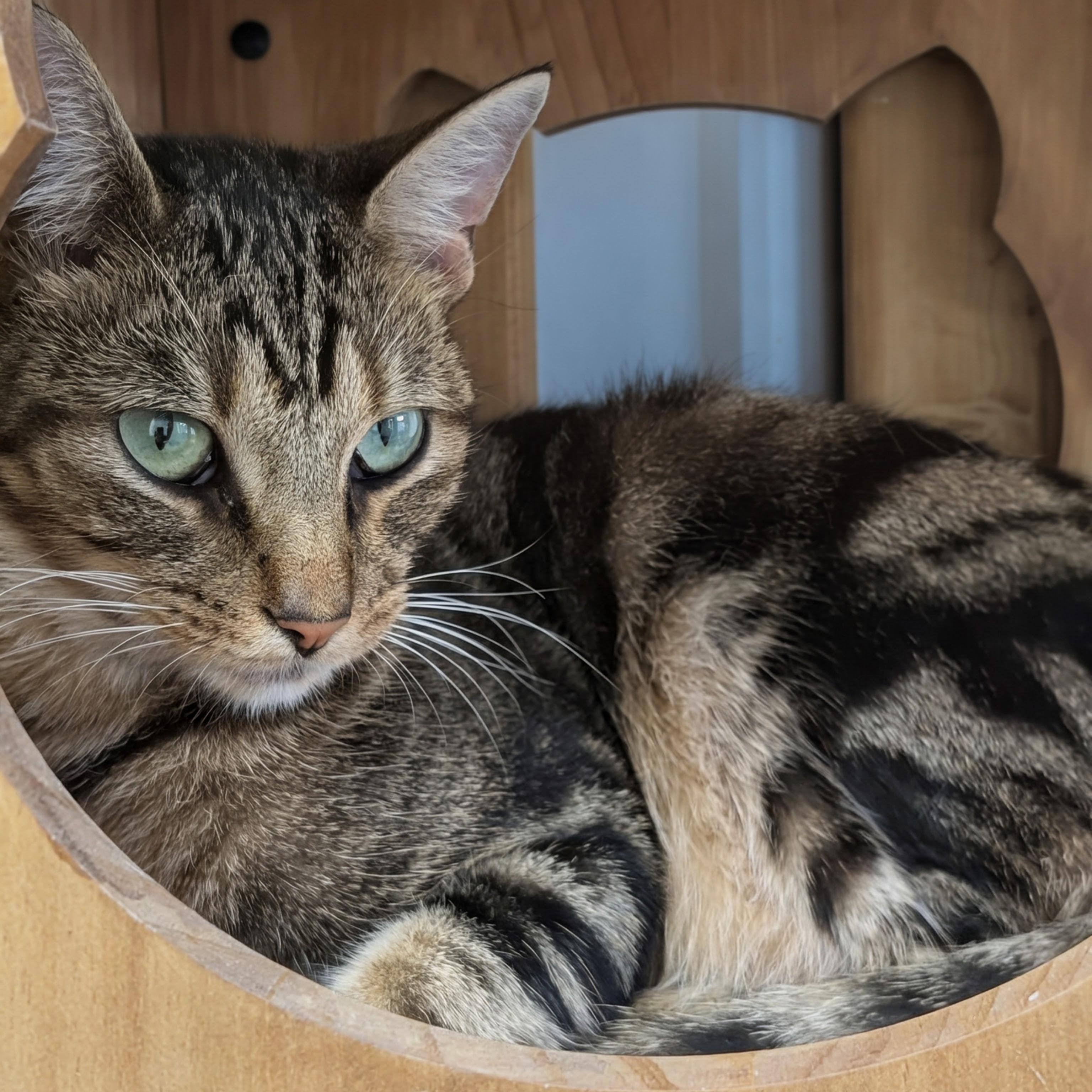 Cat for adoption - Teddy, a Domestic Short Hair in Rushville, IN ...