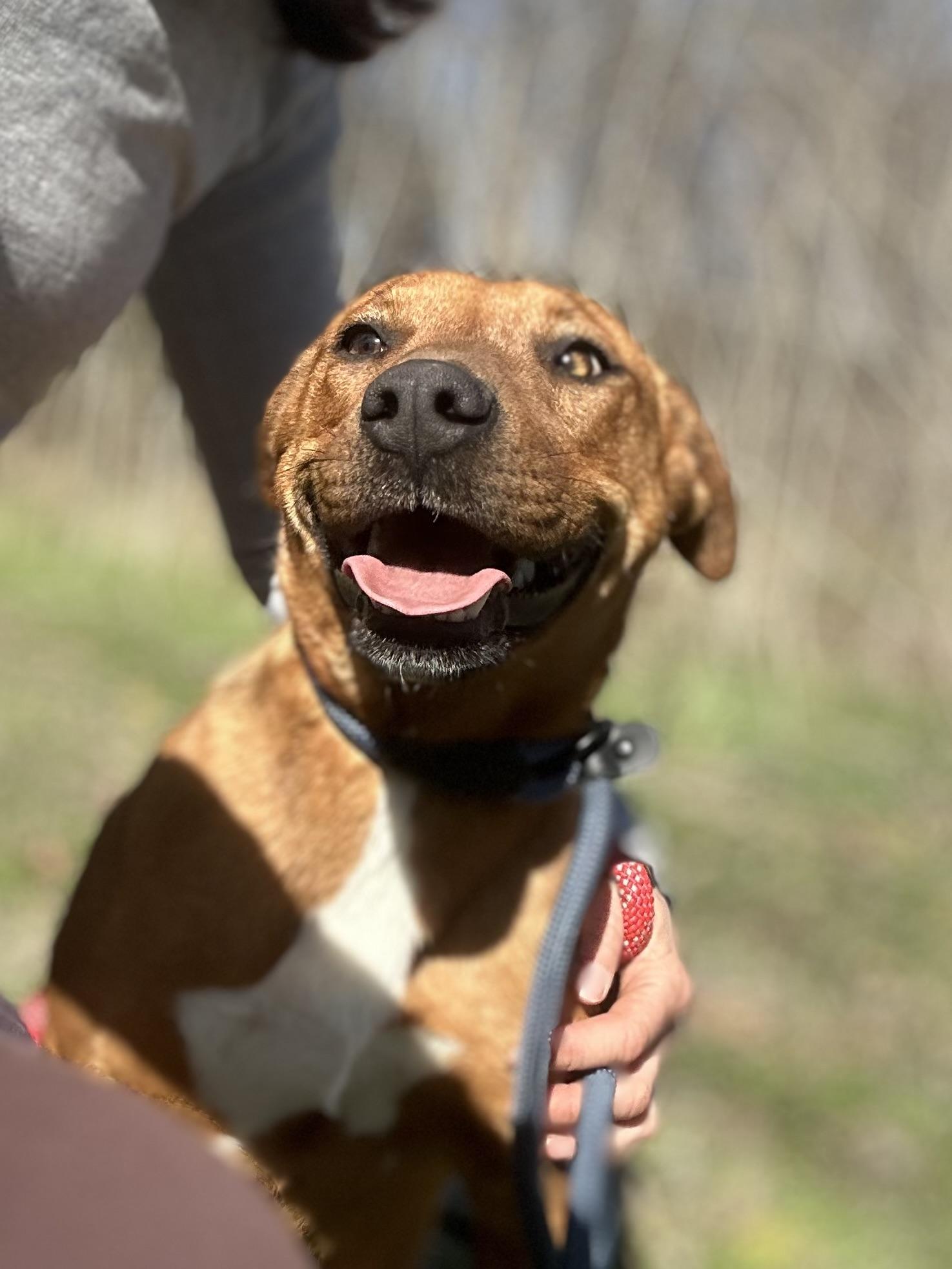 Dog for adoption - Little Lady, a Labrador Retriever Mix in Cheyenne ...