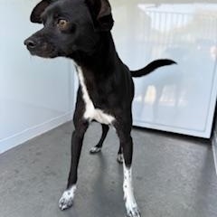 Dog for adoption - Oreo, a Chihuahua Mix in Oakdale, CA | Petfinder