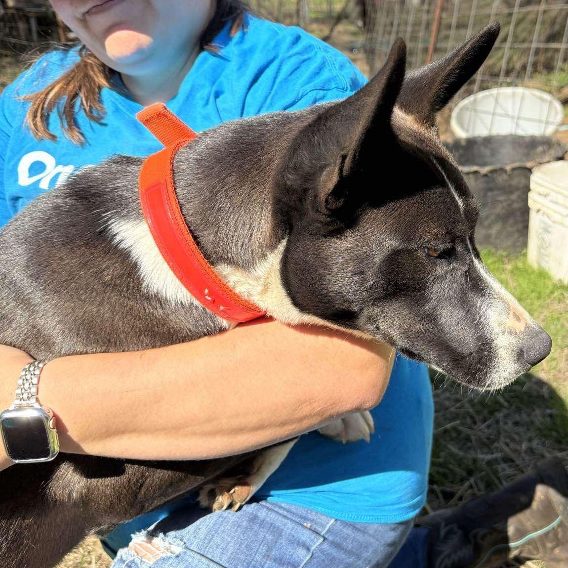 Dog for adoption - Oreo, a Shepherd & Terrier Mix in Missoula, MT | Petfinder