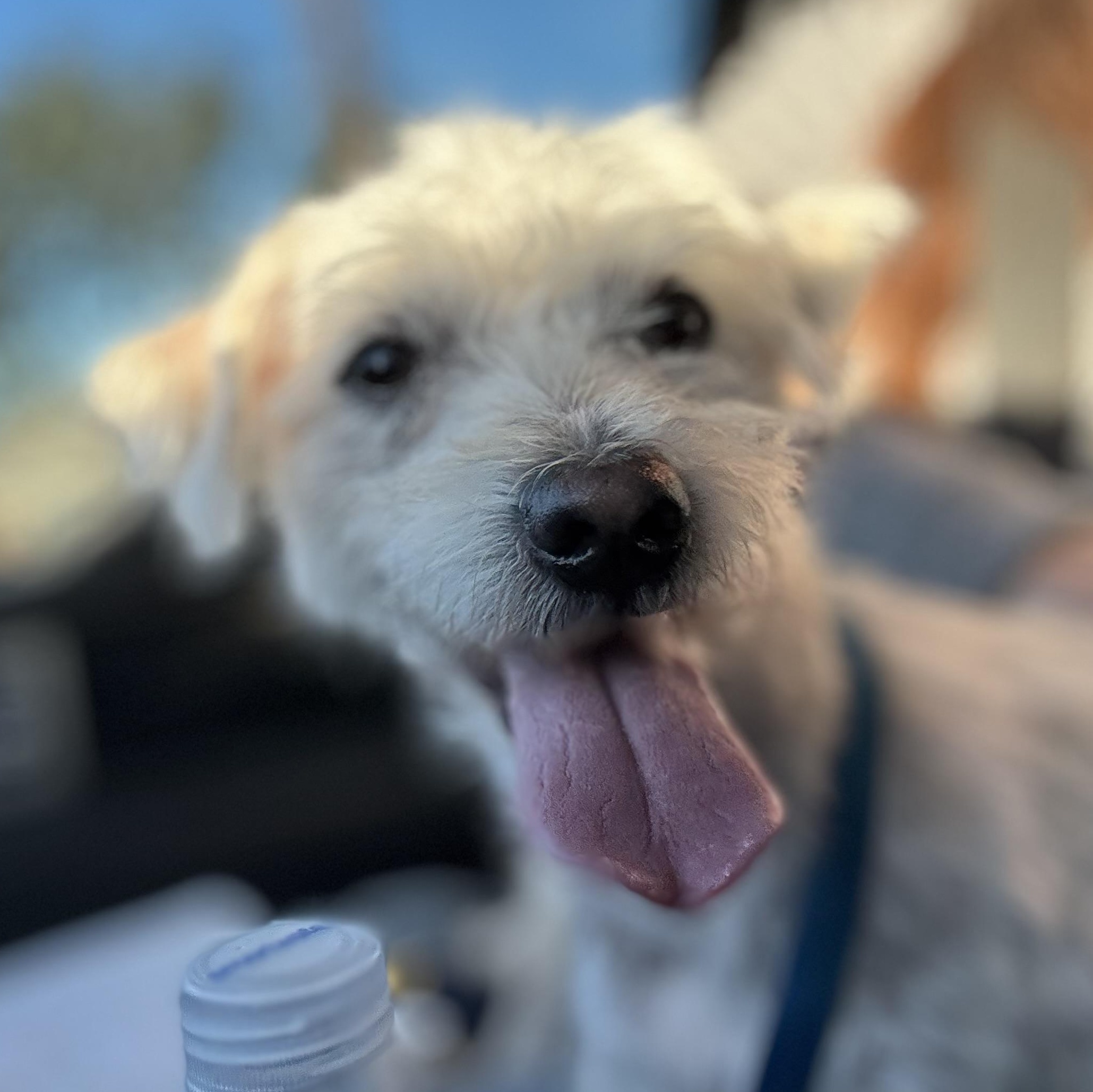 Mr. Softy Frank - Adoptable Pet | Petfinder | Petfinder