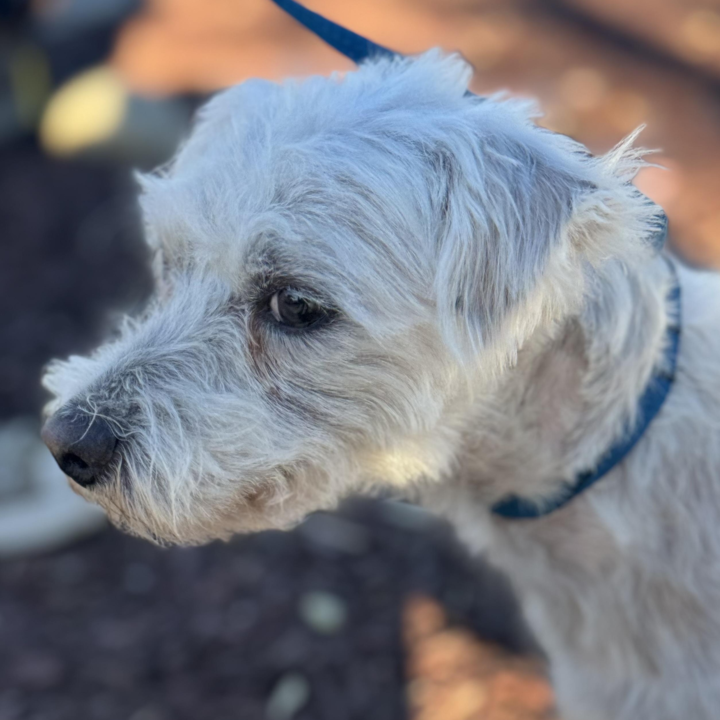 Mr. Softy Frank - Adoptable Pet | Petfinder | Petfinder