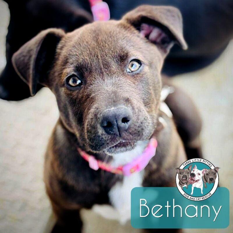 Dog for adoption - Bethany, a Pit Bull Terrier & Labrador Retriever Mix ...