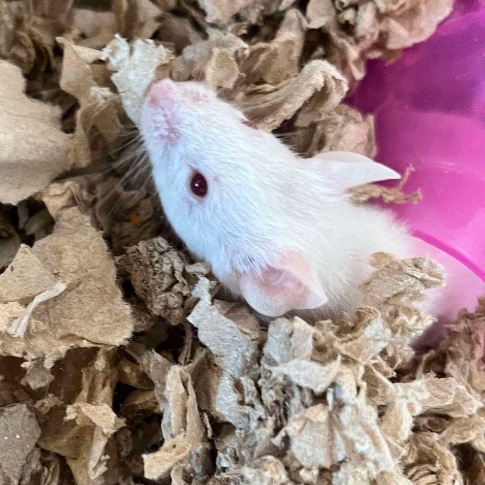 Mouse for adoption - Baby Mice and Adult Mice!!!, a Mouse in Elyria, OH ...
